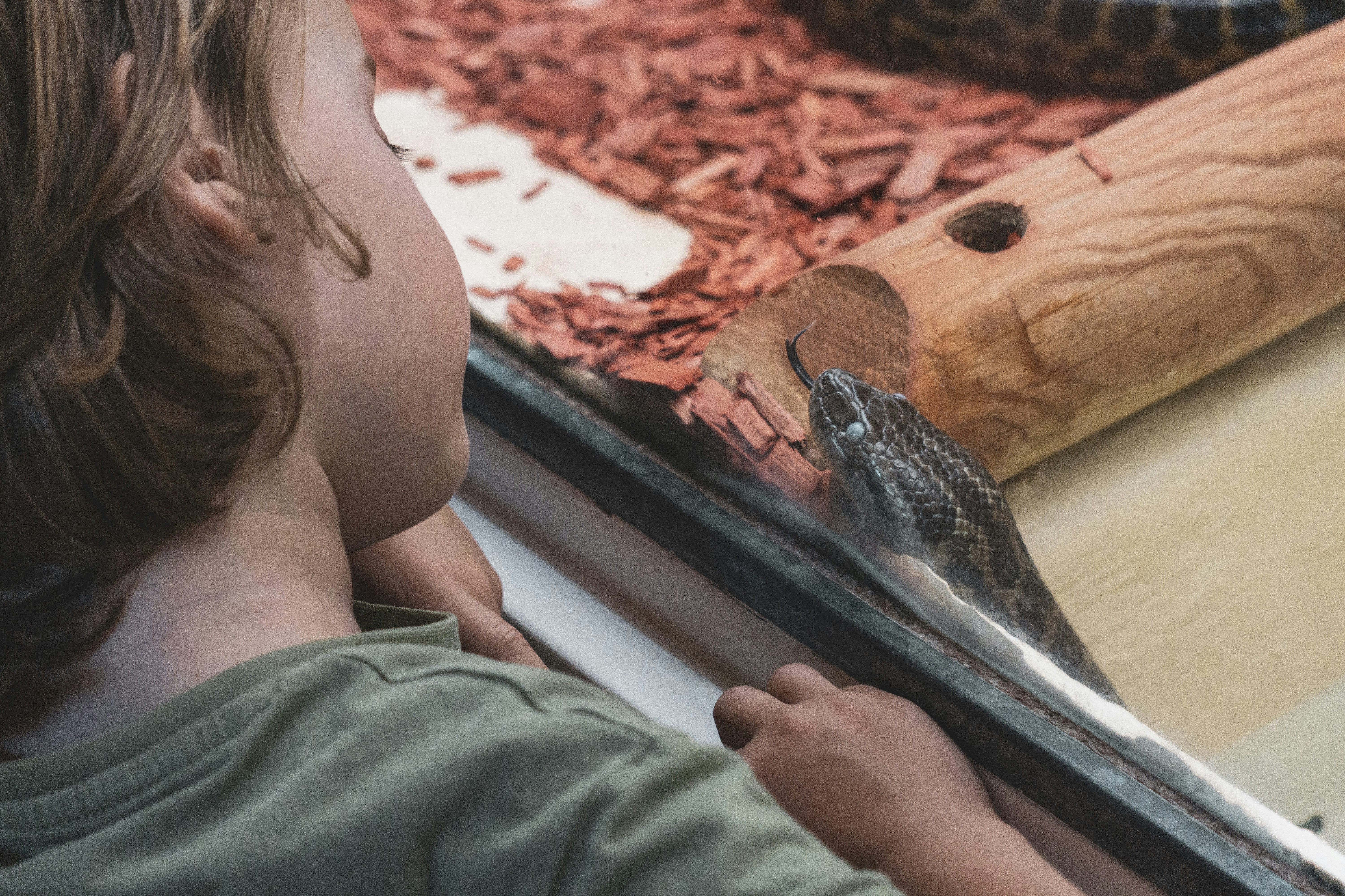 Curious Encounter: A Child's Quiet Gaze at a Snout-like Creature