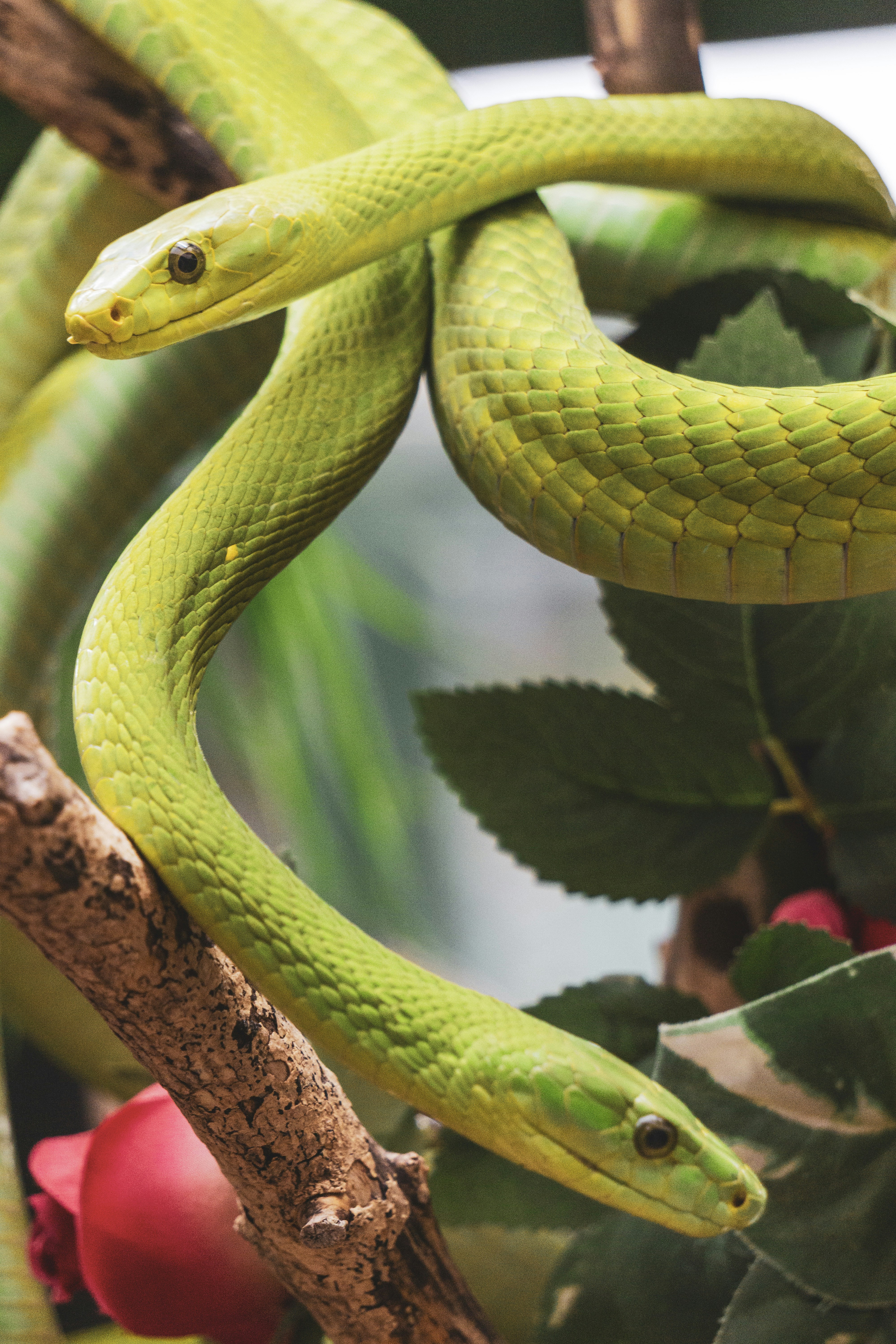 Un serpent vert est recroquevillé sur une branche photo – Image ...