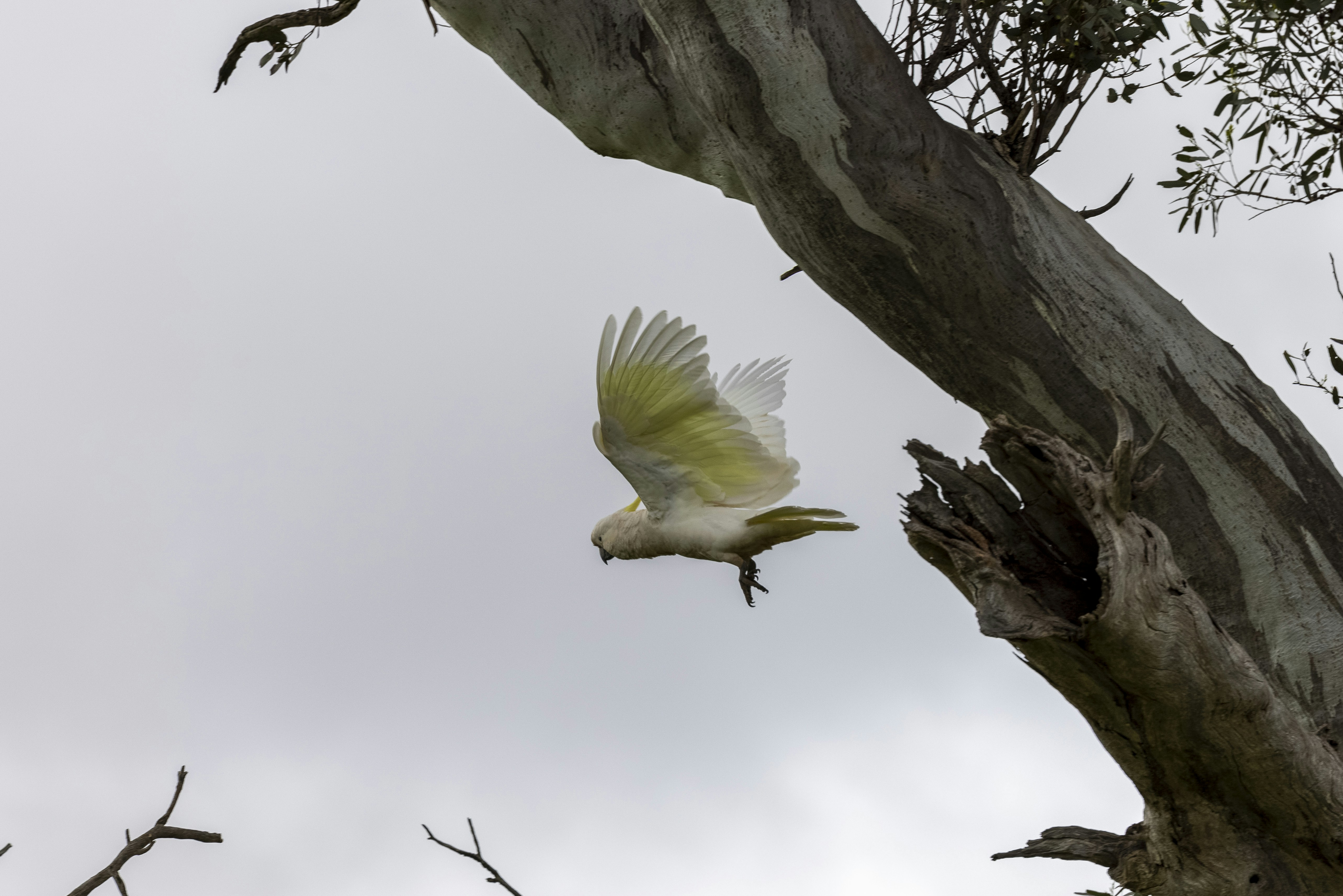 A white bird flying next to a tree photo – Free Animal Image on Unsplash