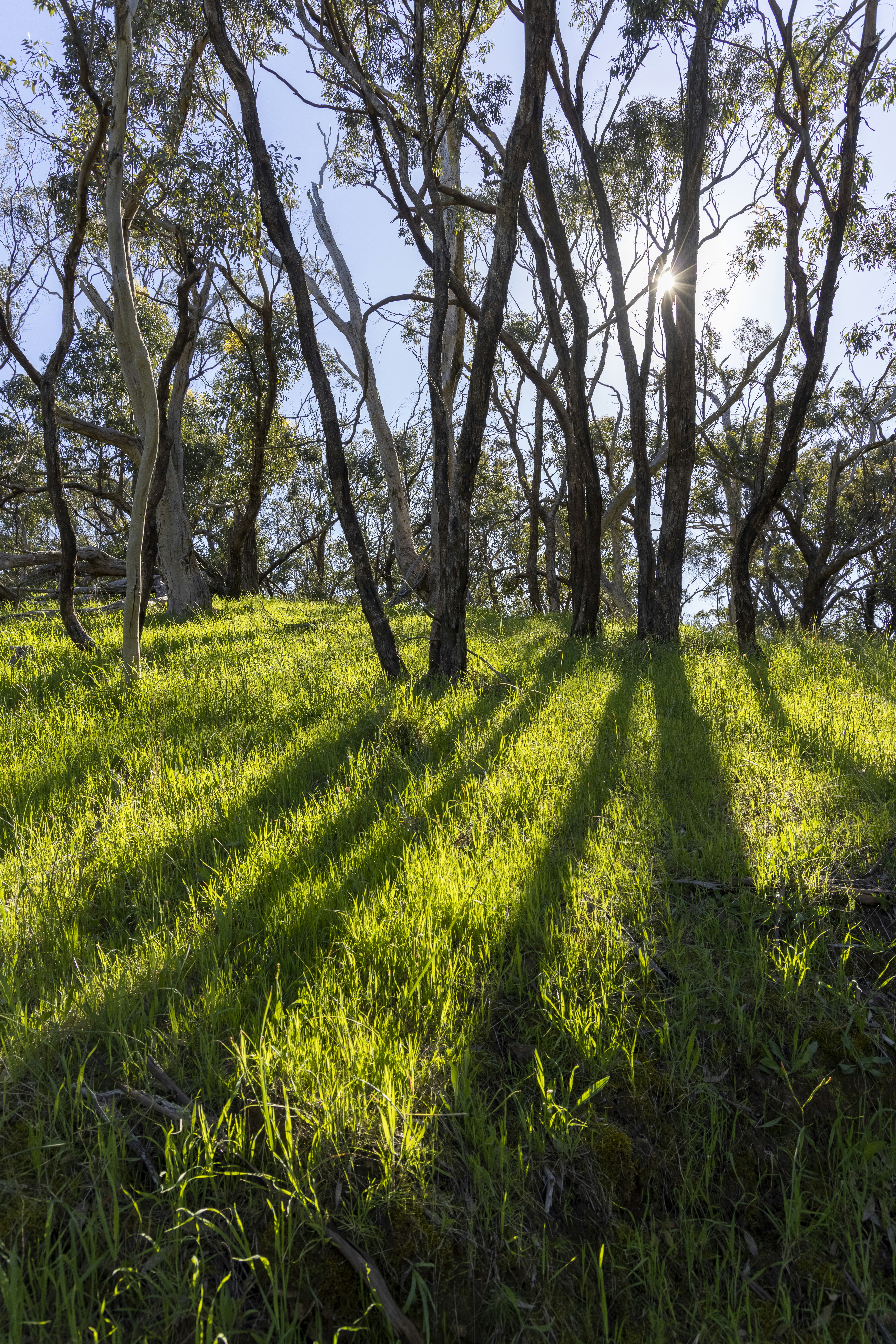 Sunlit Ridge: Long Shadows Through a Whispering Forest