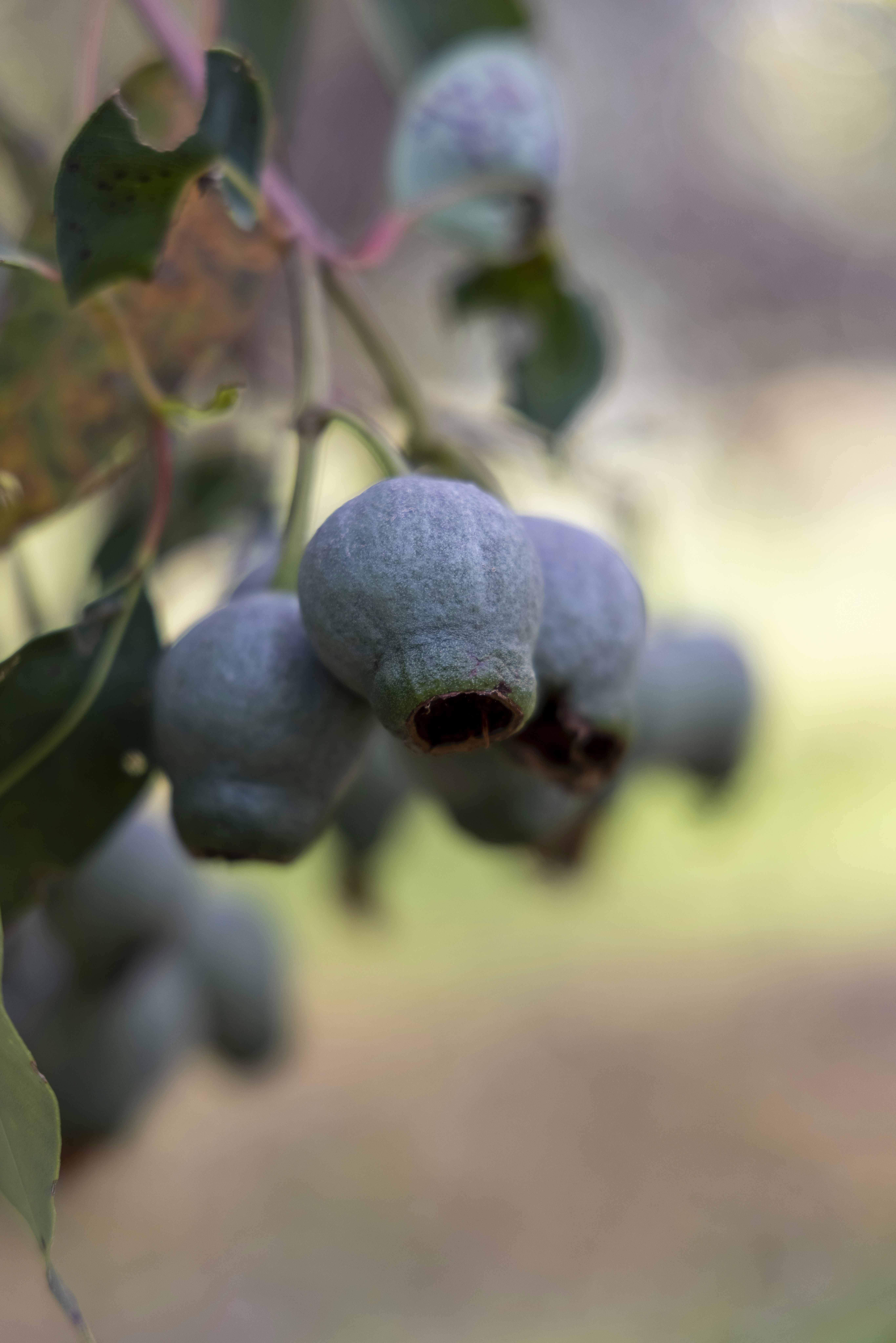 Dusty-blue Berries in Velvet Macro