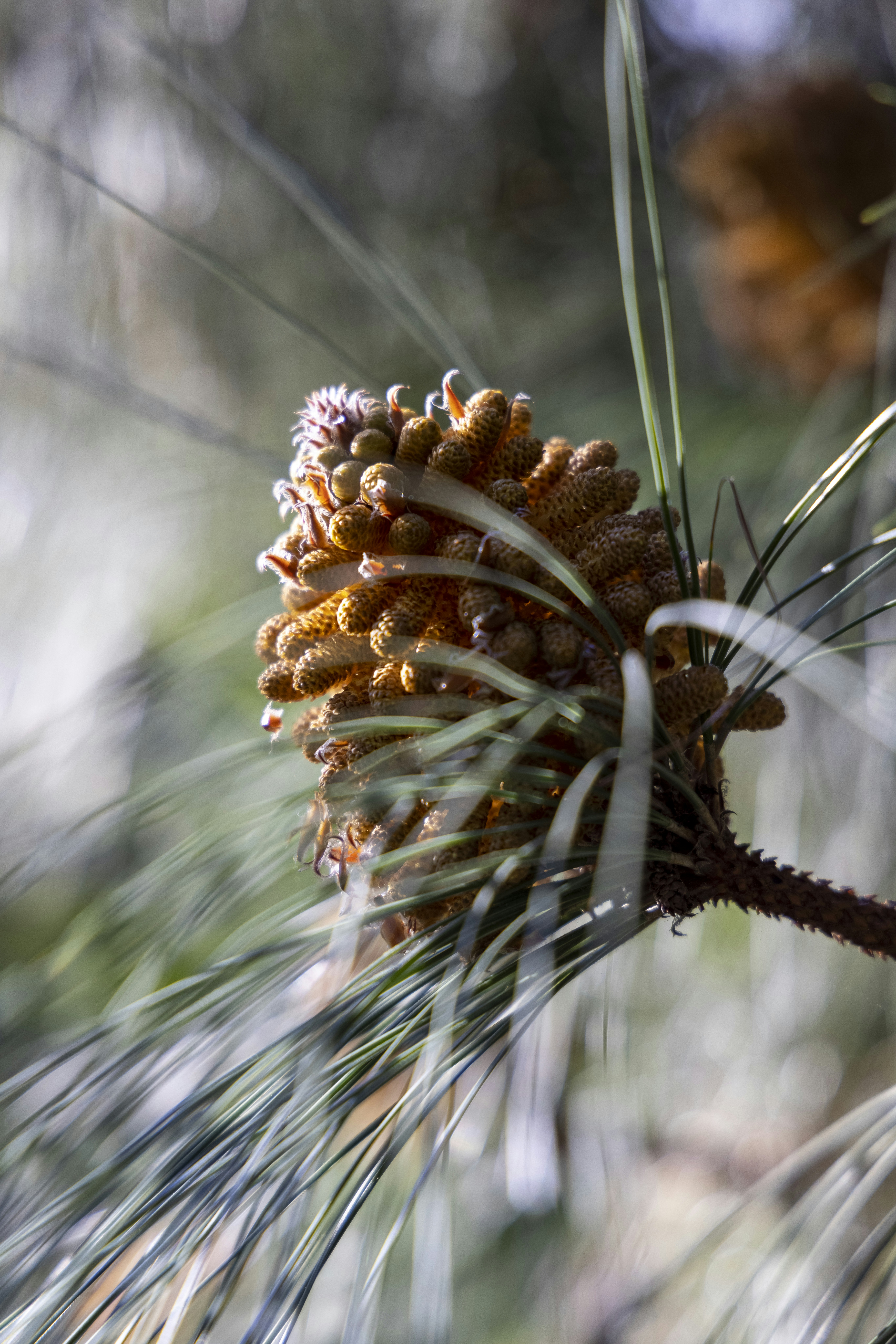 Macro Moment: Pine Cone Crown Surrounded by Spiraling Needles in Soft Light