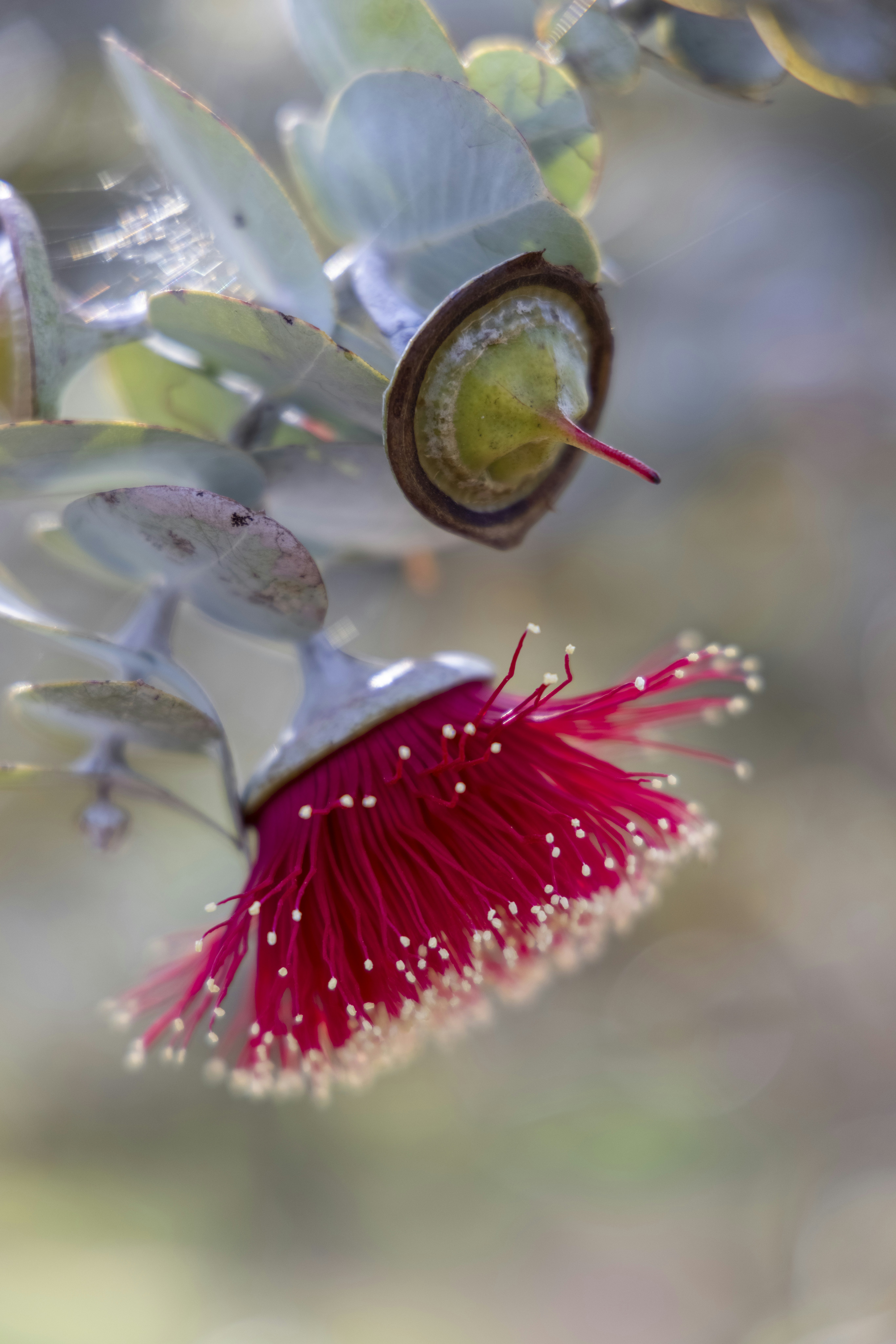Crimson Bottlebrush: A Close-Up of Eucalyptus Bloom and Seed Pod