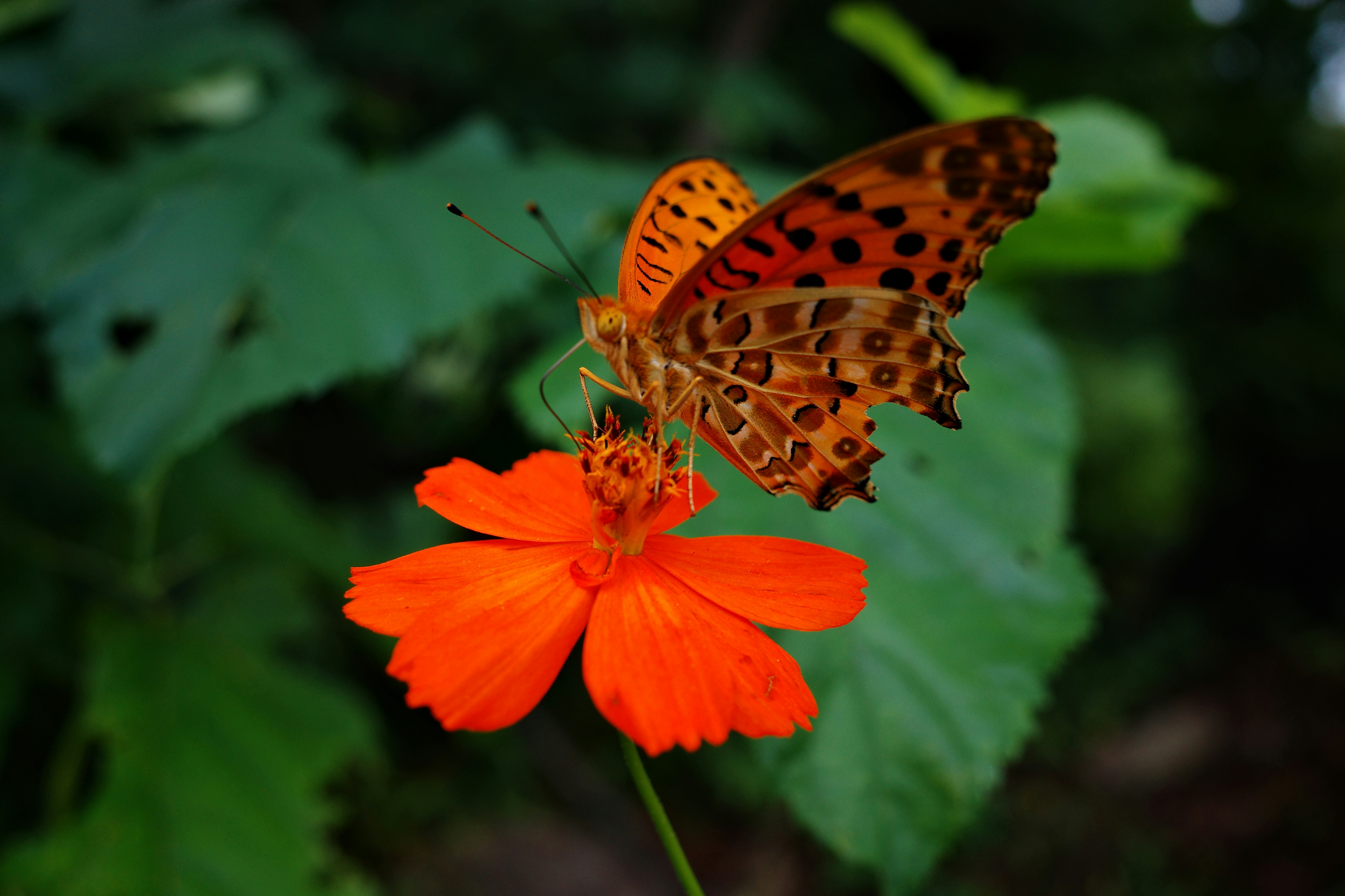 A close up of a butterfly on a flower photo – Free Butterfly Image on ...