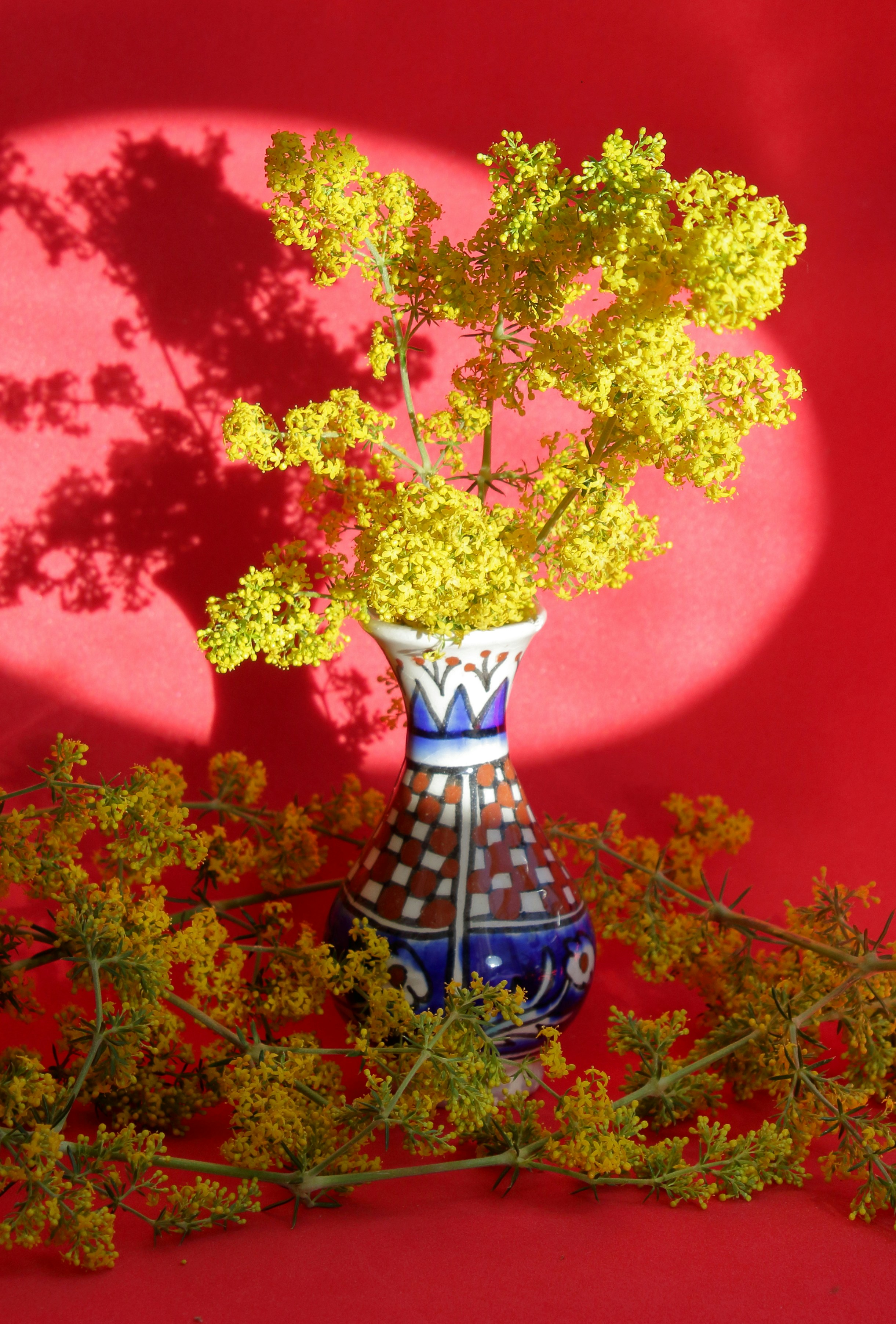 Crimson Backdrop Illuminates a Ceramic Vase with Golden Yarrow