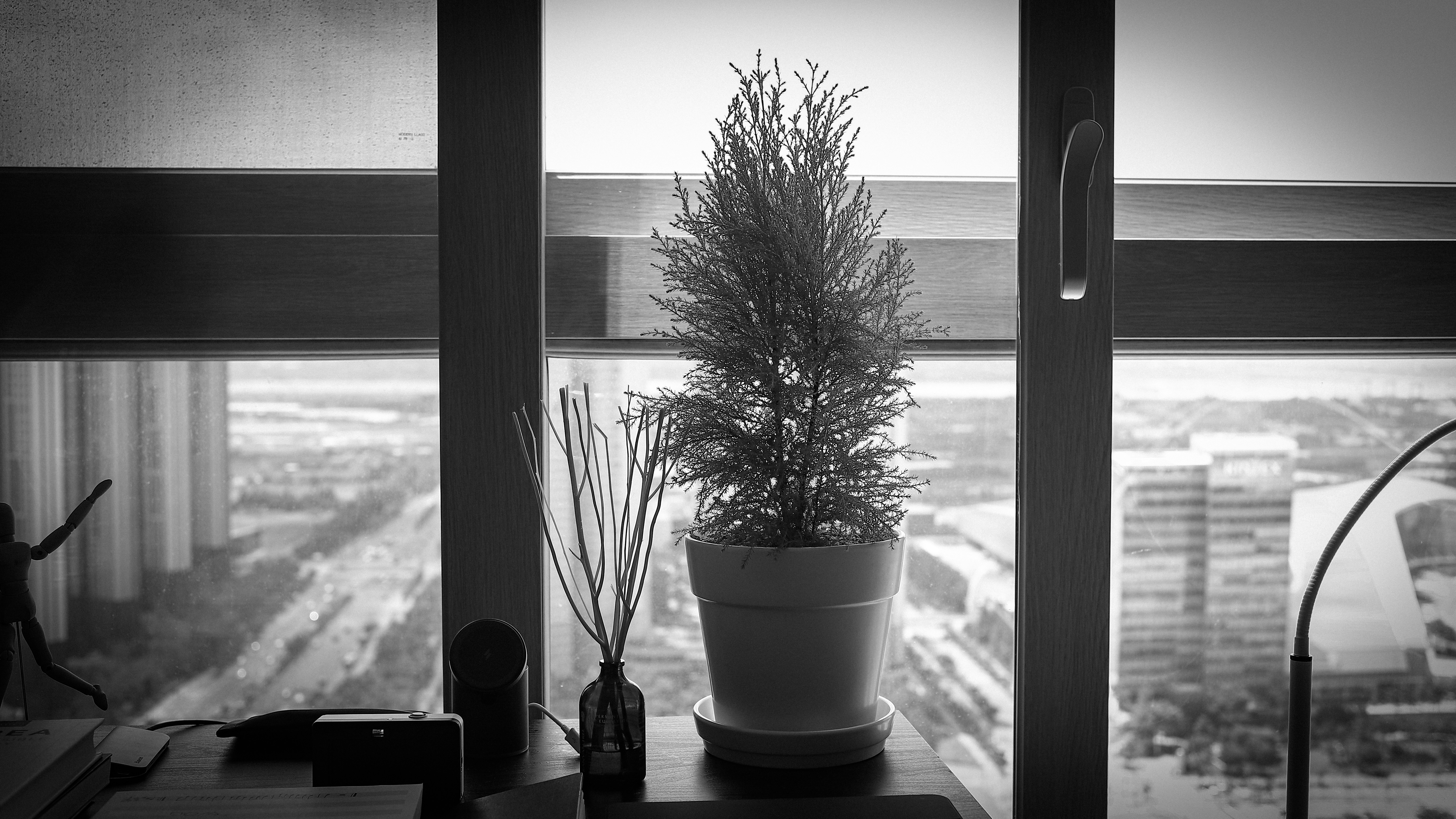 Monochrome Windowframe: a lone plant framed by glass with a distant city skyline