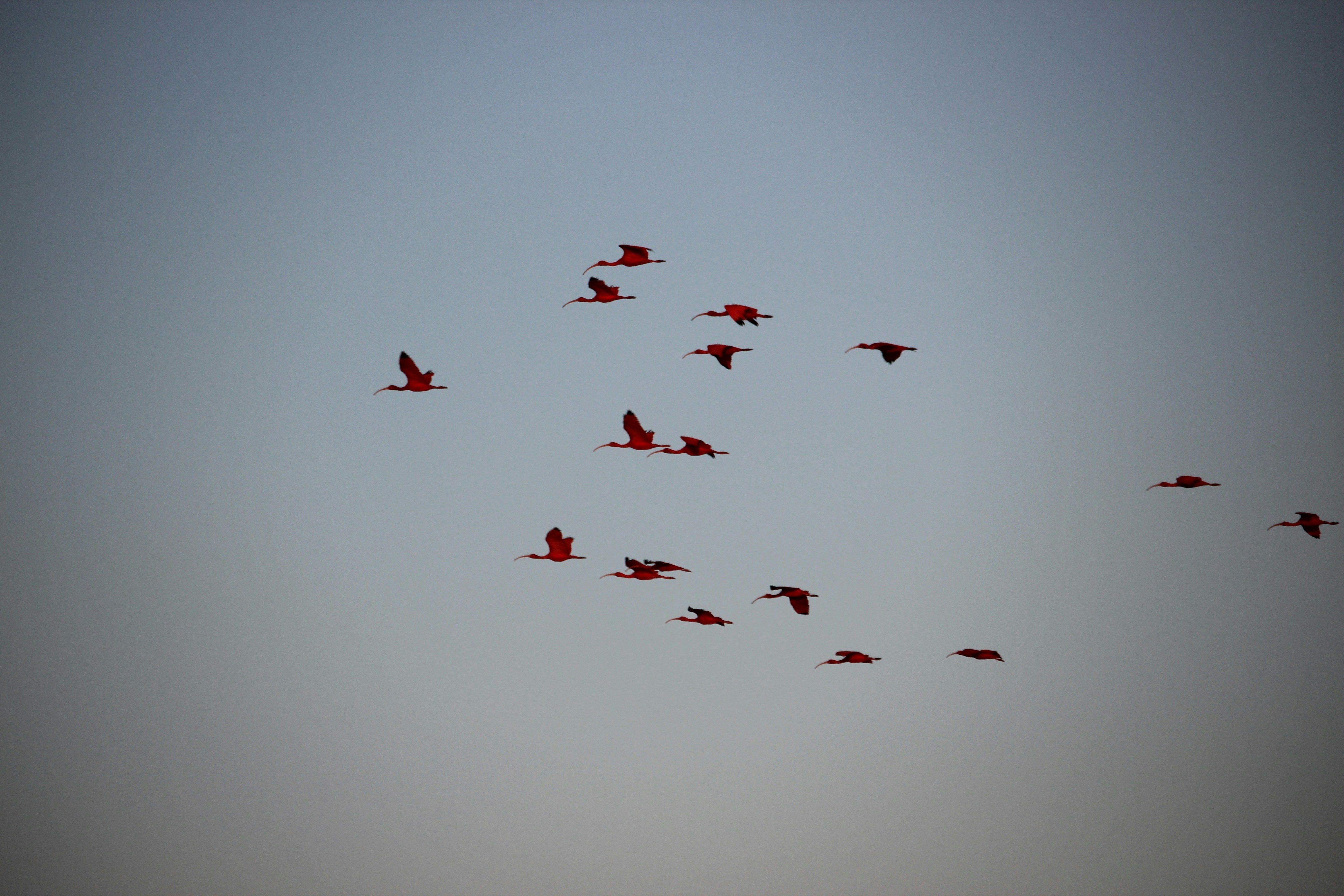 Scarlet Flock Across a Quiet Sky