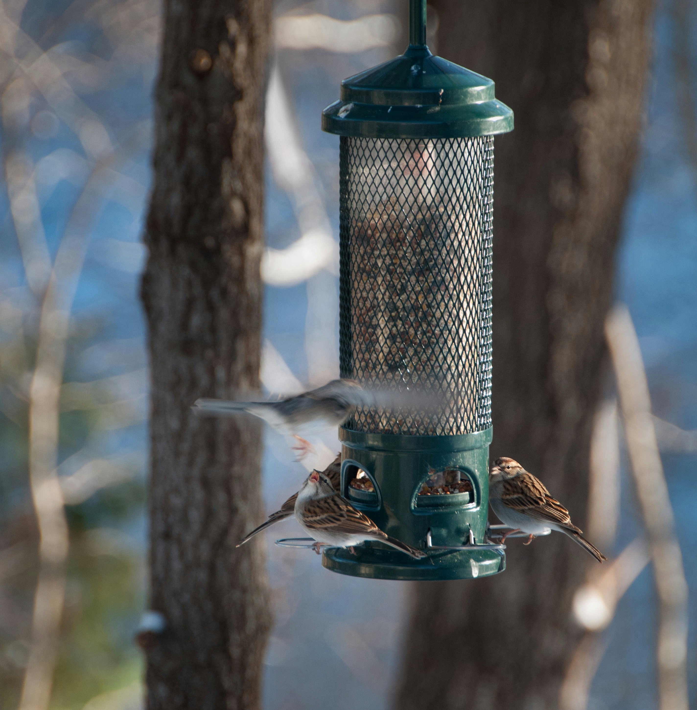 Bird feeding in my backyard