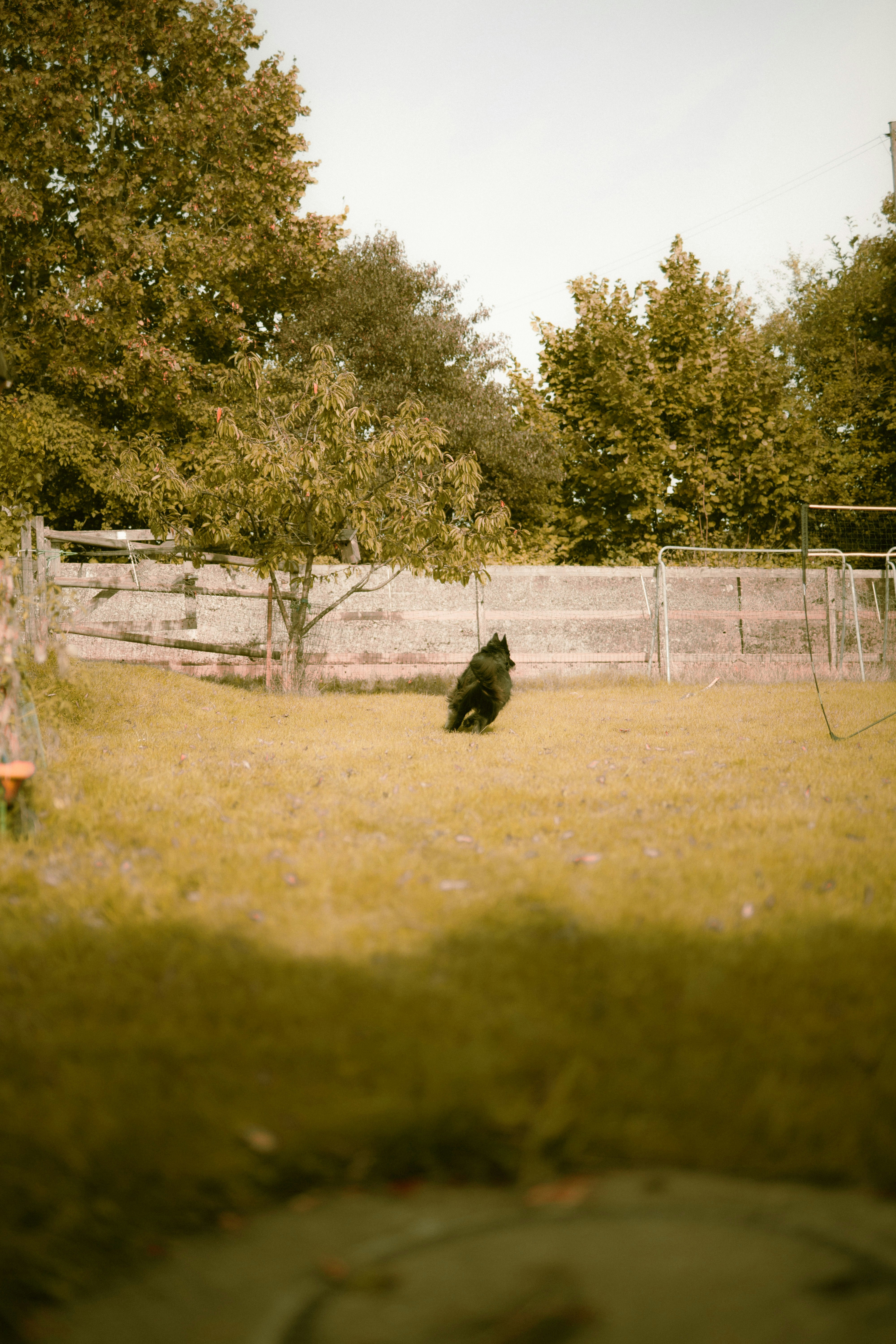 Sunlit Sentinel: a Black Dog Resting in a Fenced Yard Amid Amber Trees