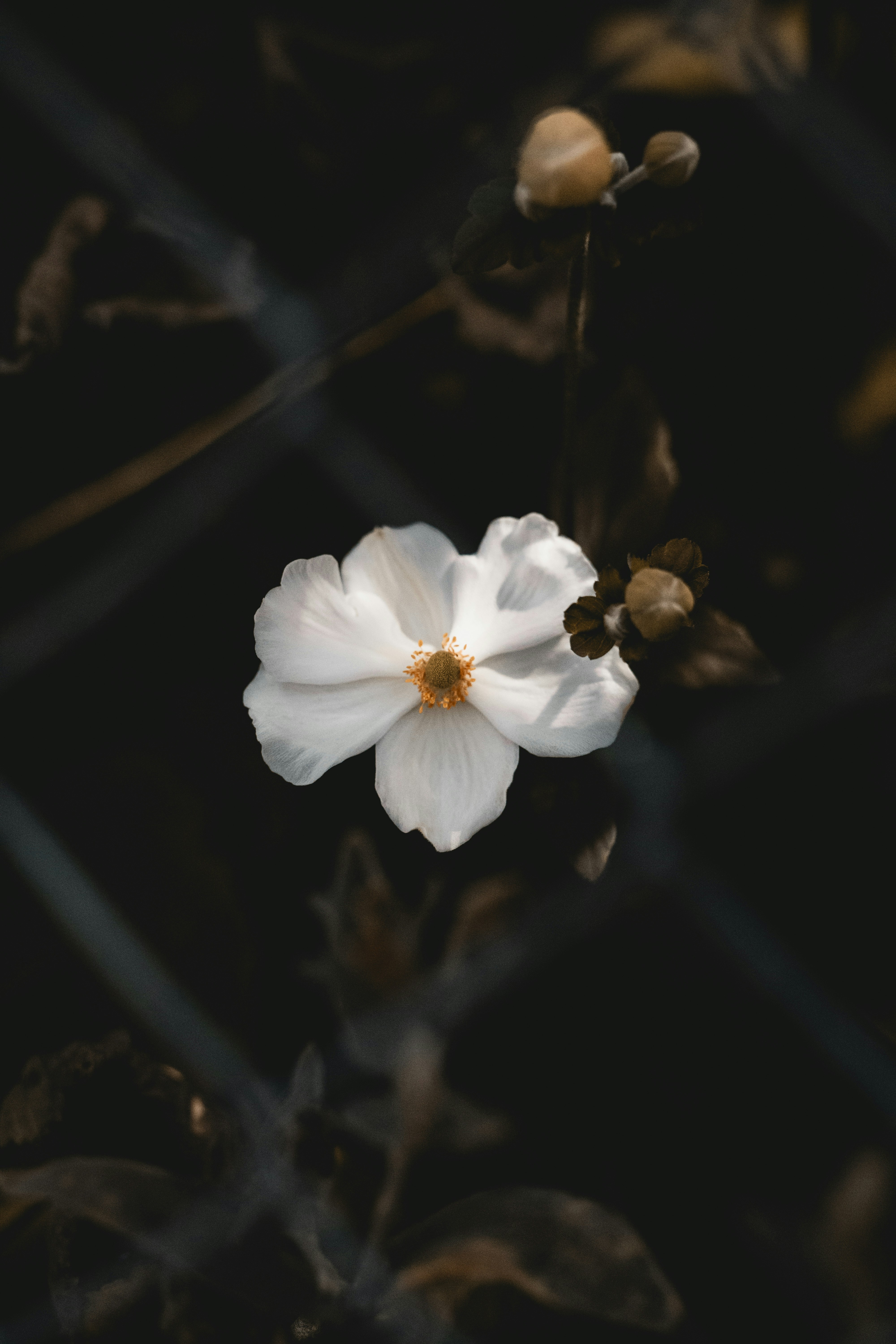 Spotlit White Petal: A Quiet Bloom Against Velvet Darkness