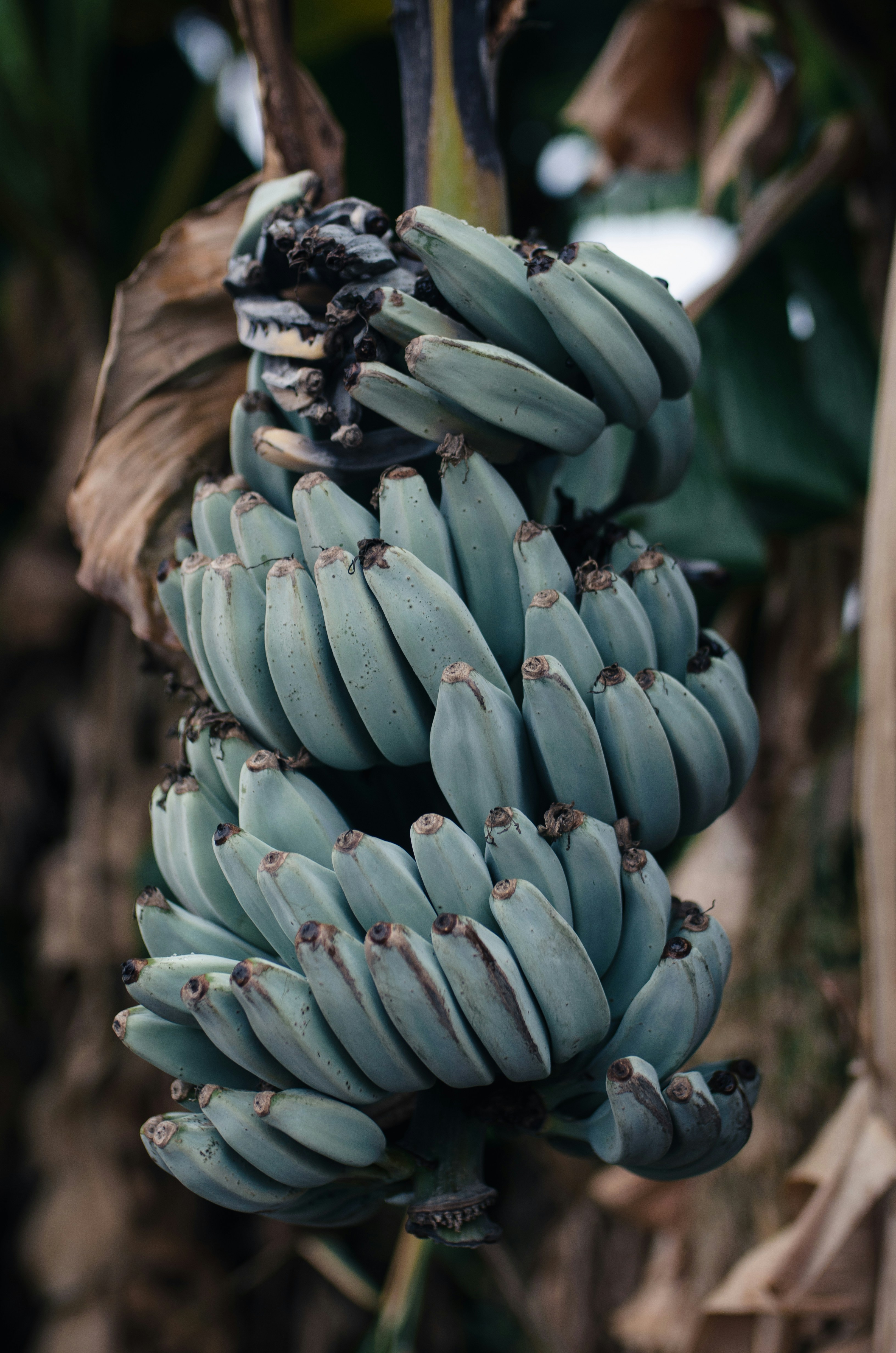Verdigris Banana Cascade: Close-Up of Bluish-Green Fruit on a Stalk