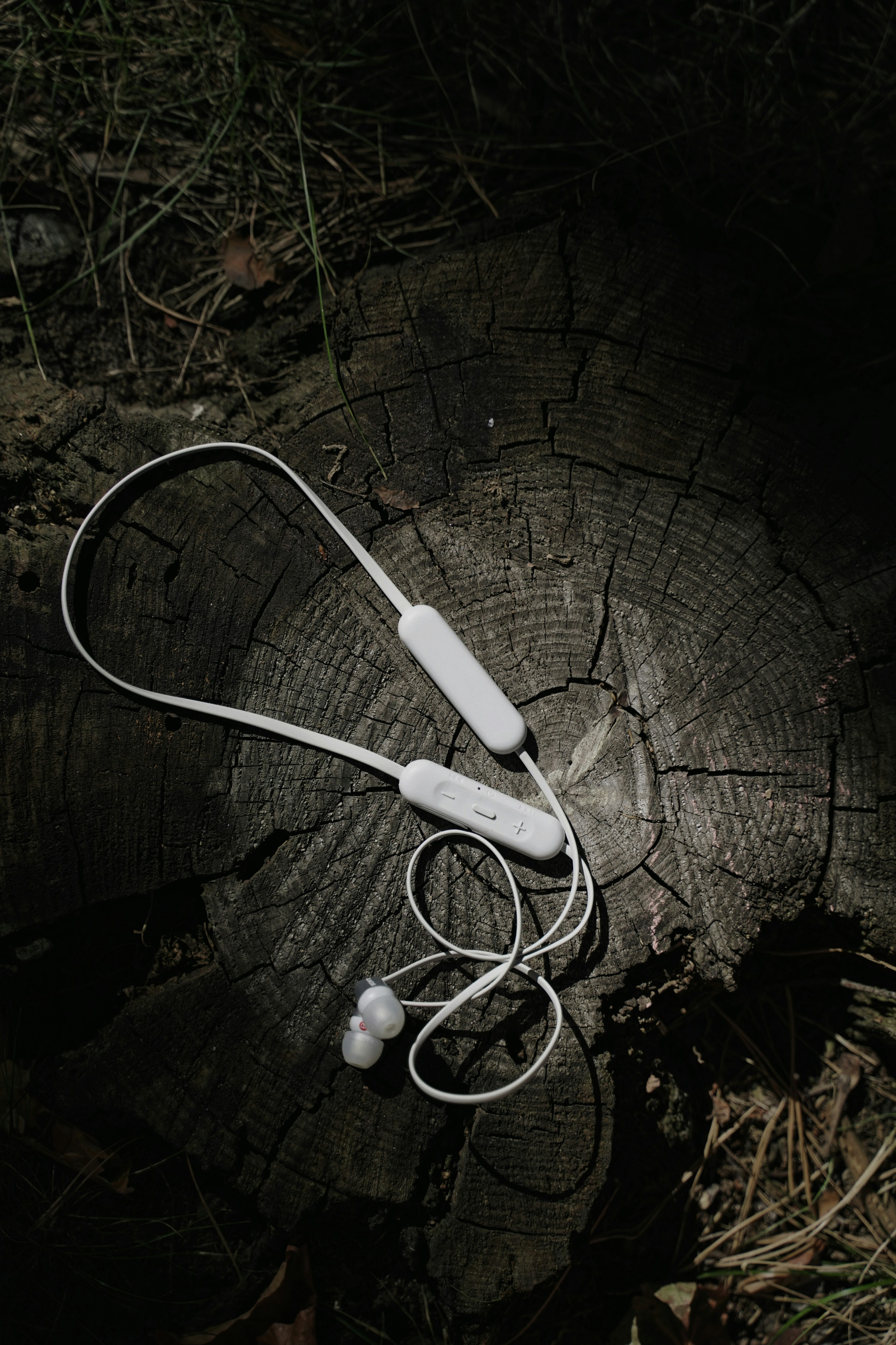 Whispered Soundscape: White Earbuds Rest on a Weathered Tree Stump