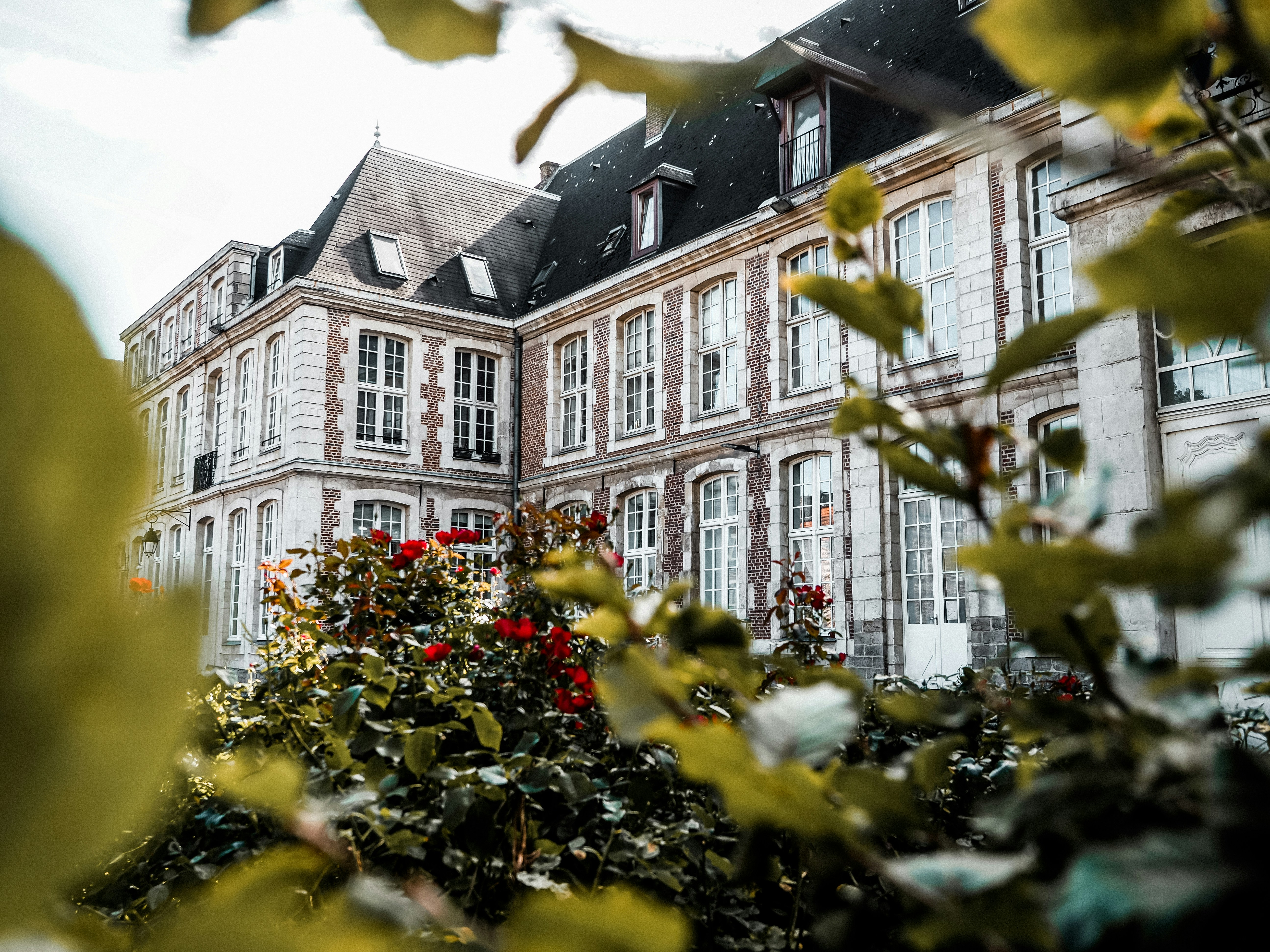 Stately brick building with tall sash windows rises behind a lush foreground of blooming roses and leaves. The facade is captured in crisp focus behind a softly blurred foreground.