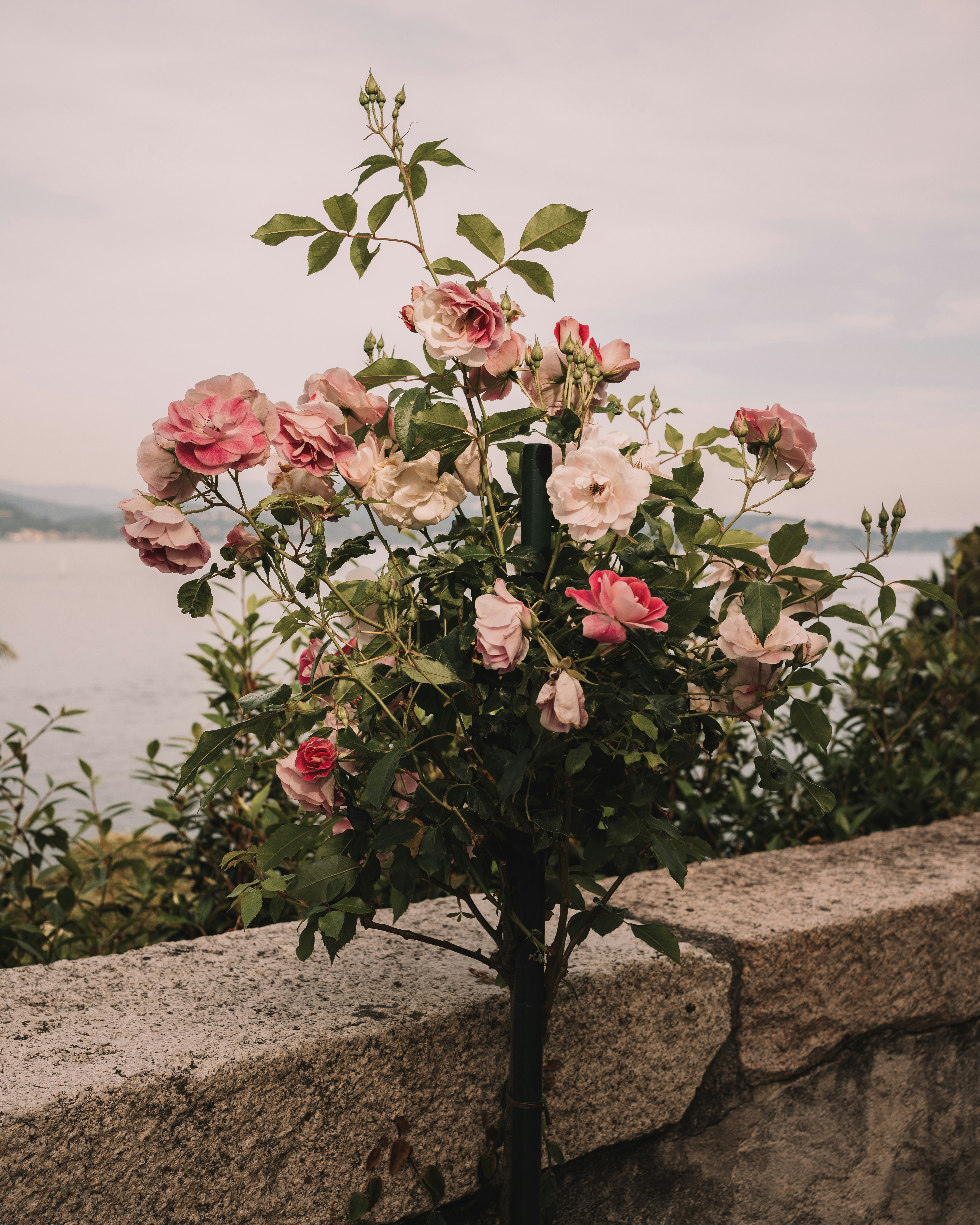 Blush Rose Ensemble by the Sea