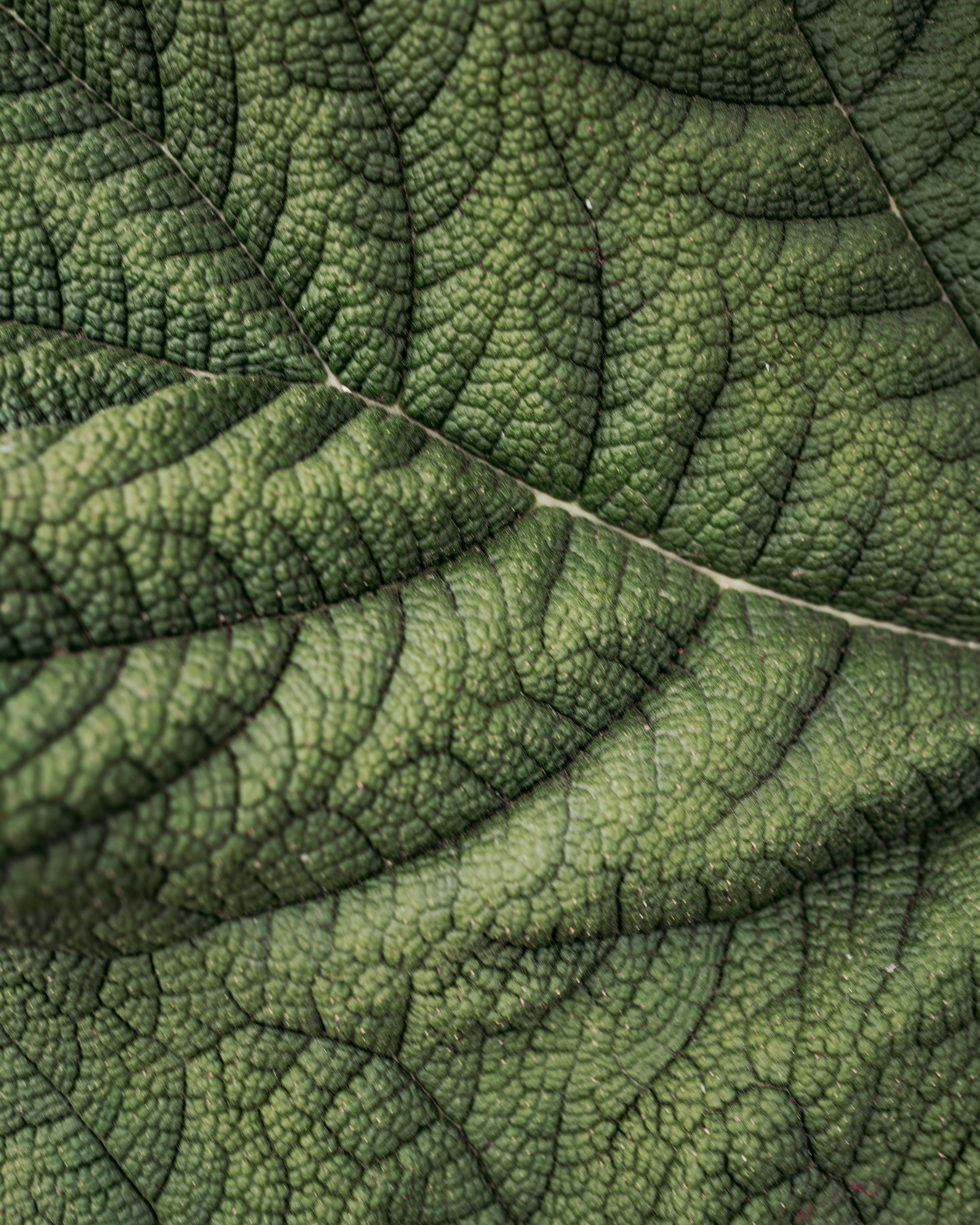 Vein-veiled Texture: A Macro Study of Leaf Architecture