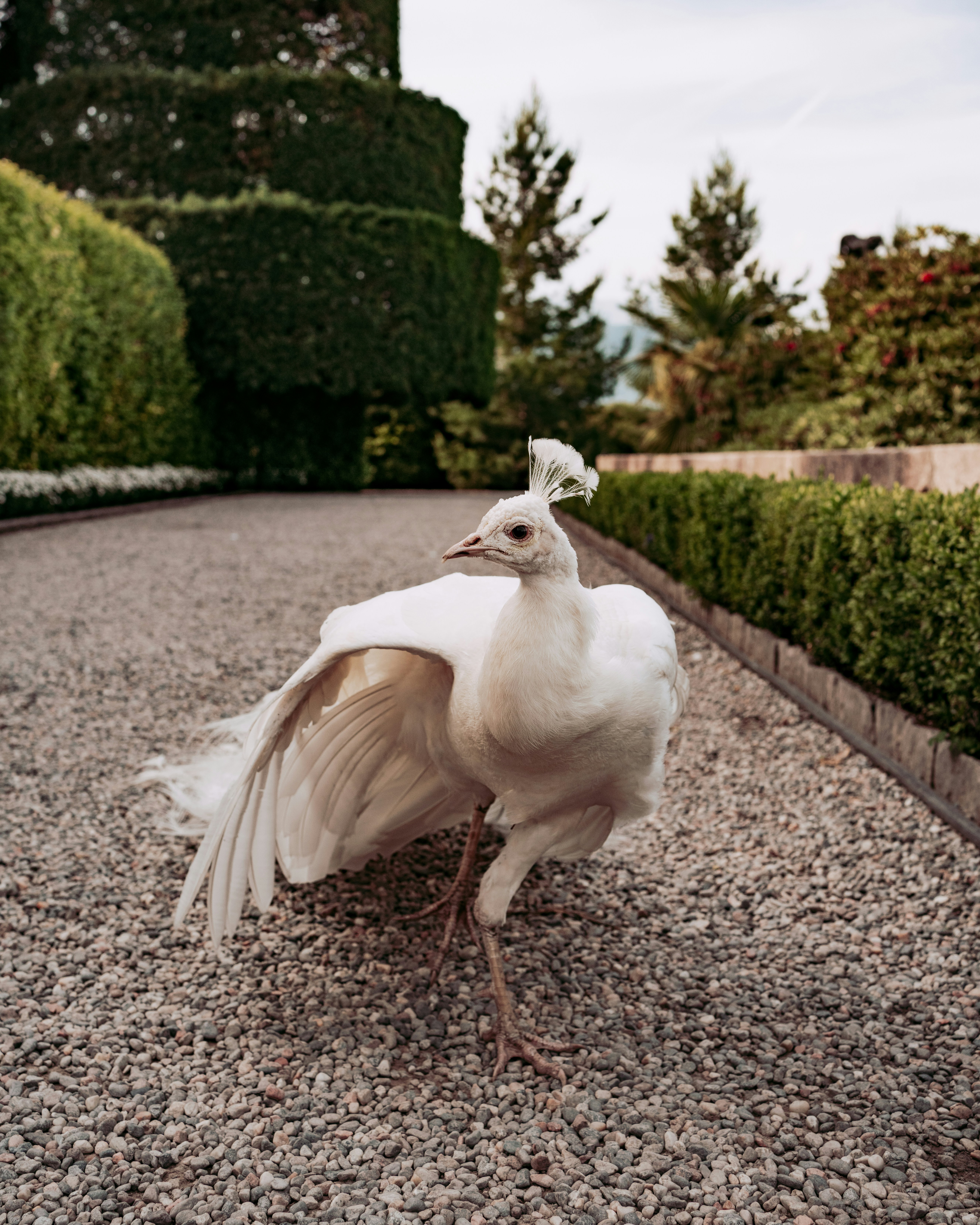 Graceful White Peacock Unfurls Along a Pebble Garden Path