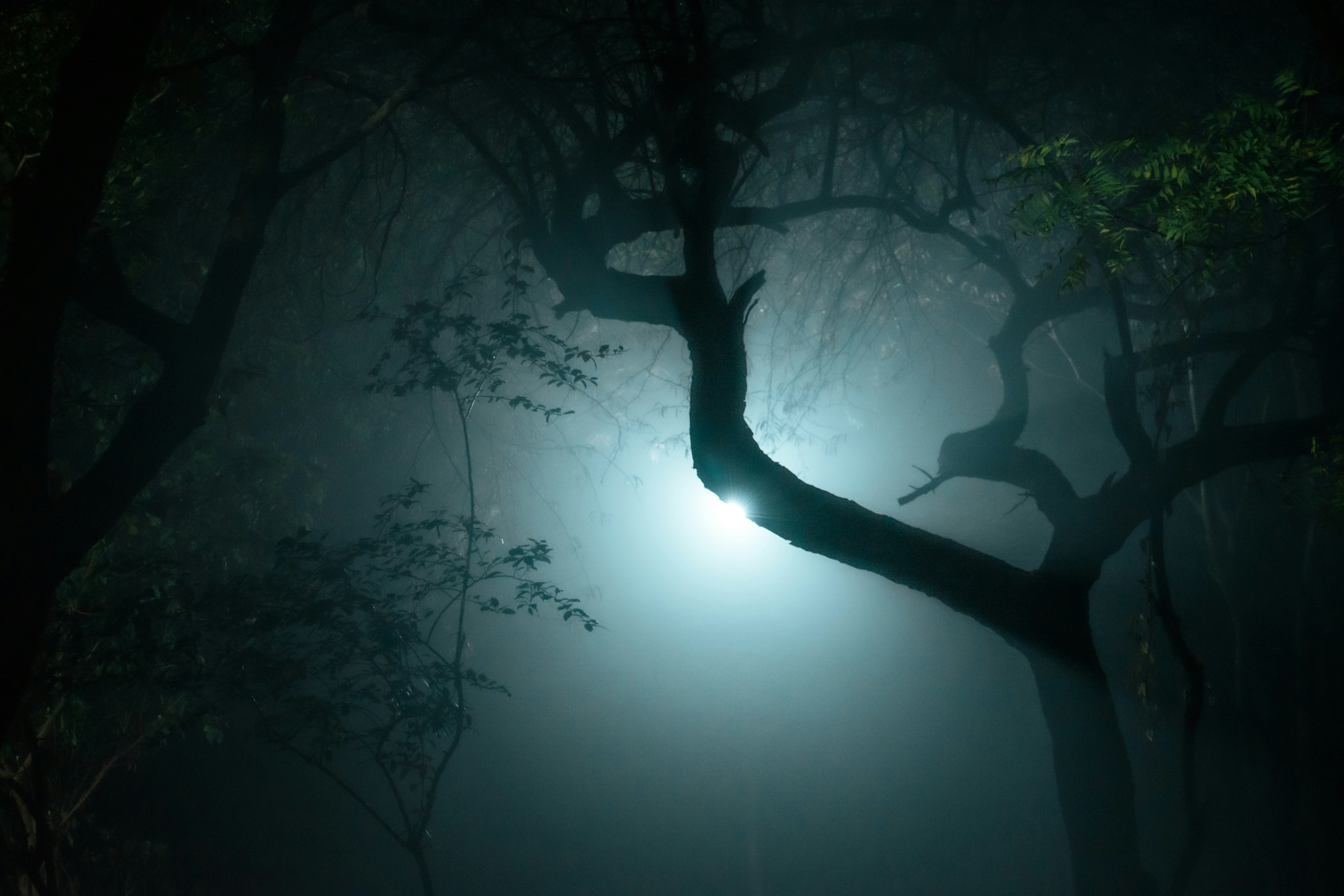 A tree in the fog with a light shining through it photo – Free ...