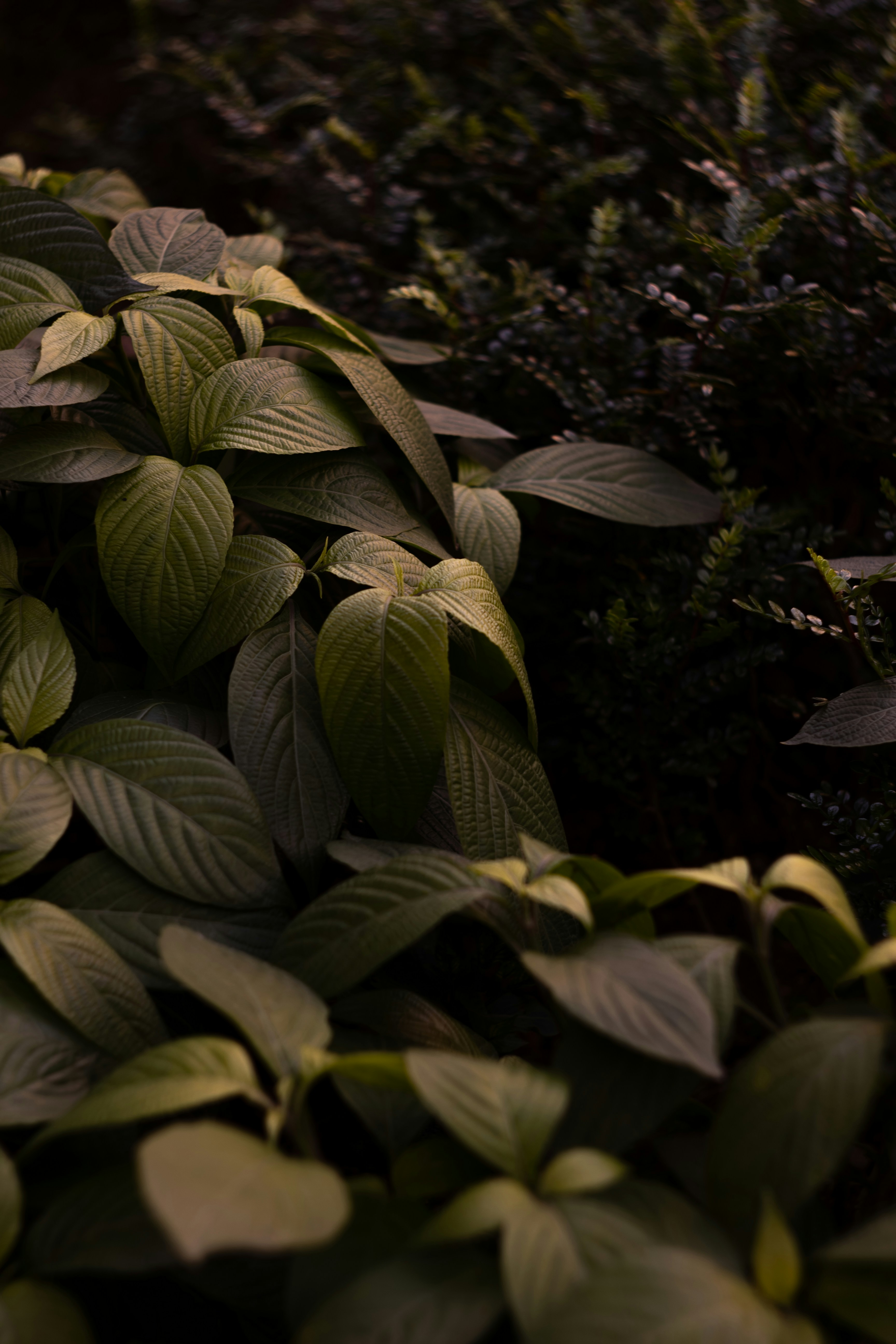 Vein-Patterned Calm: Close-Up of Dim Corner Foliage