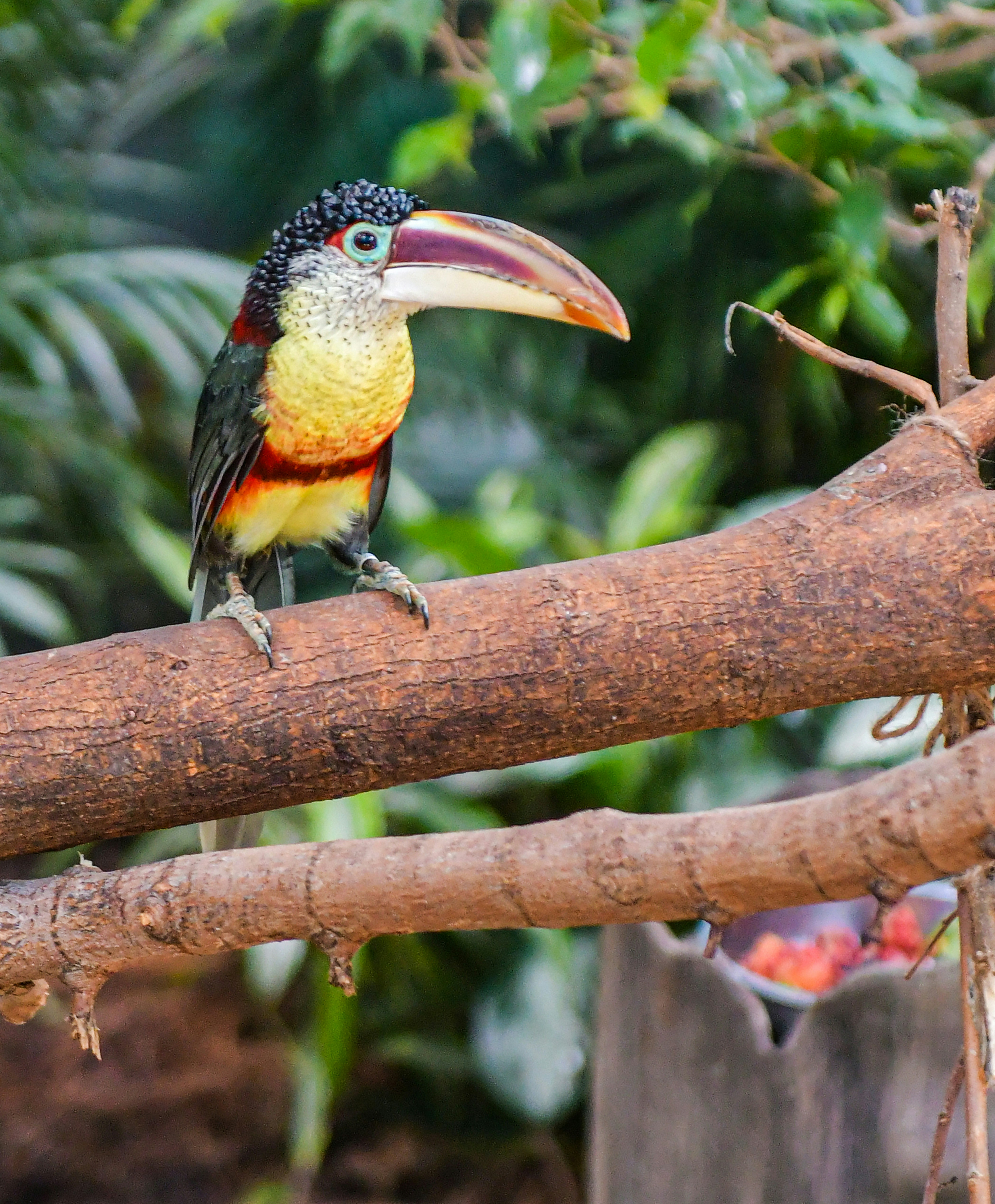 Colorful toucan perched on a branch amidst lush greenery, showcasing its striking beak and plumage.