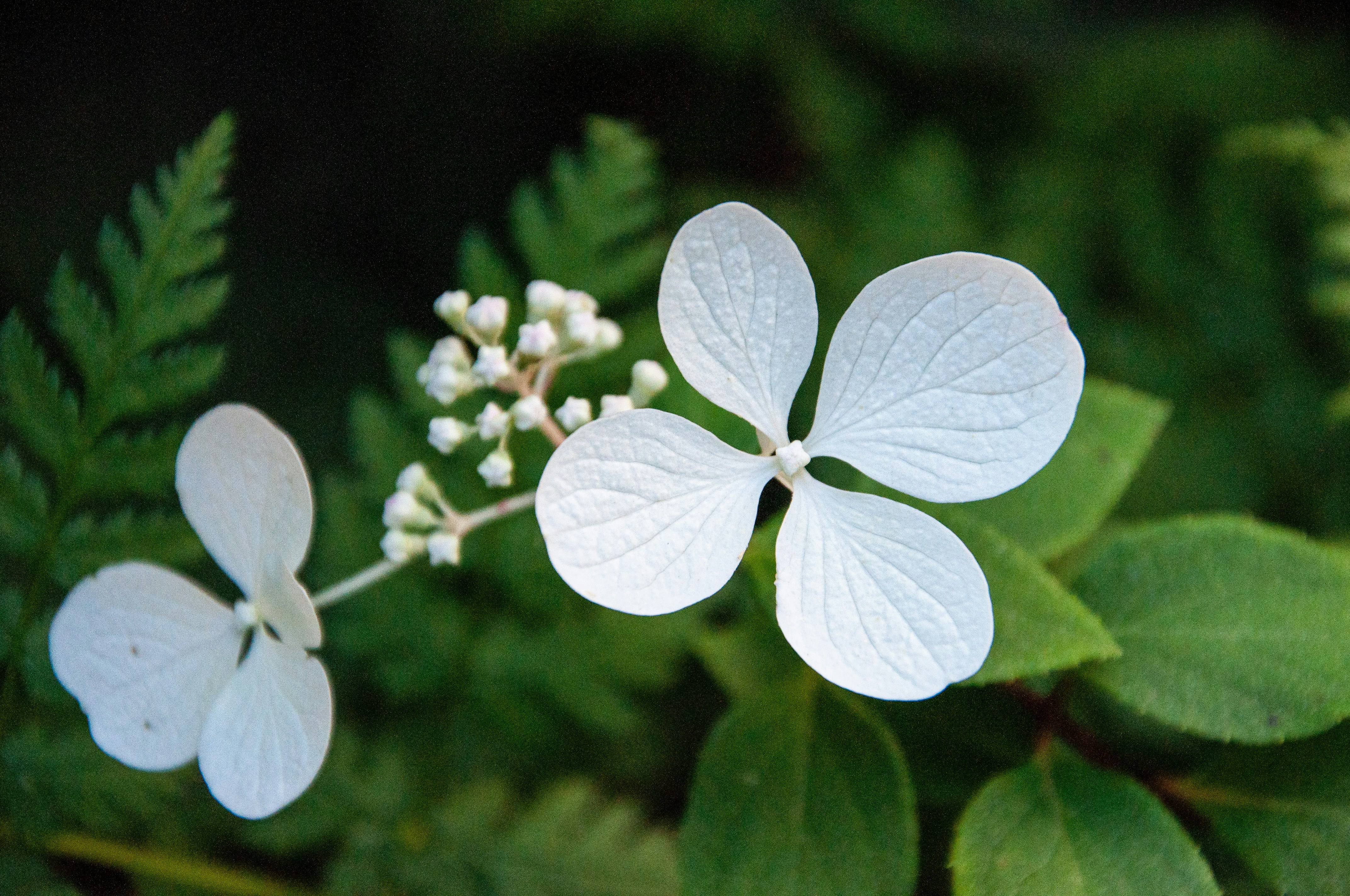 Two White Four-Petal Blooms in a Shadowed Garden Frame