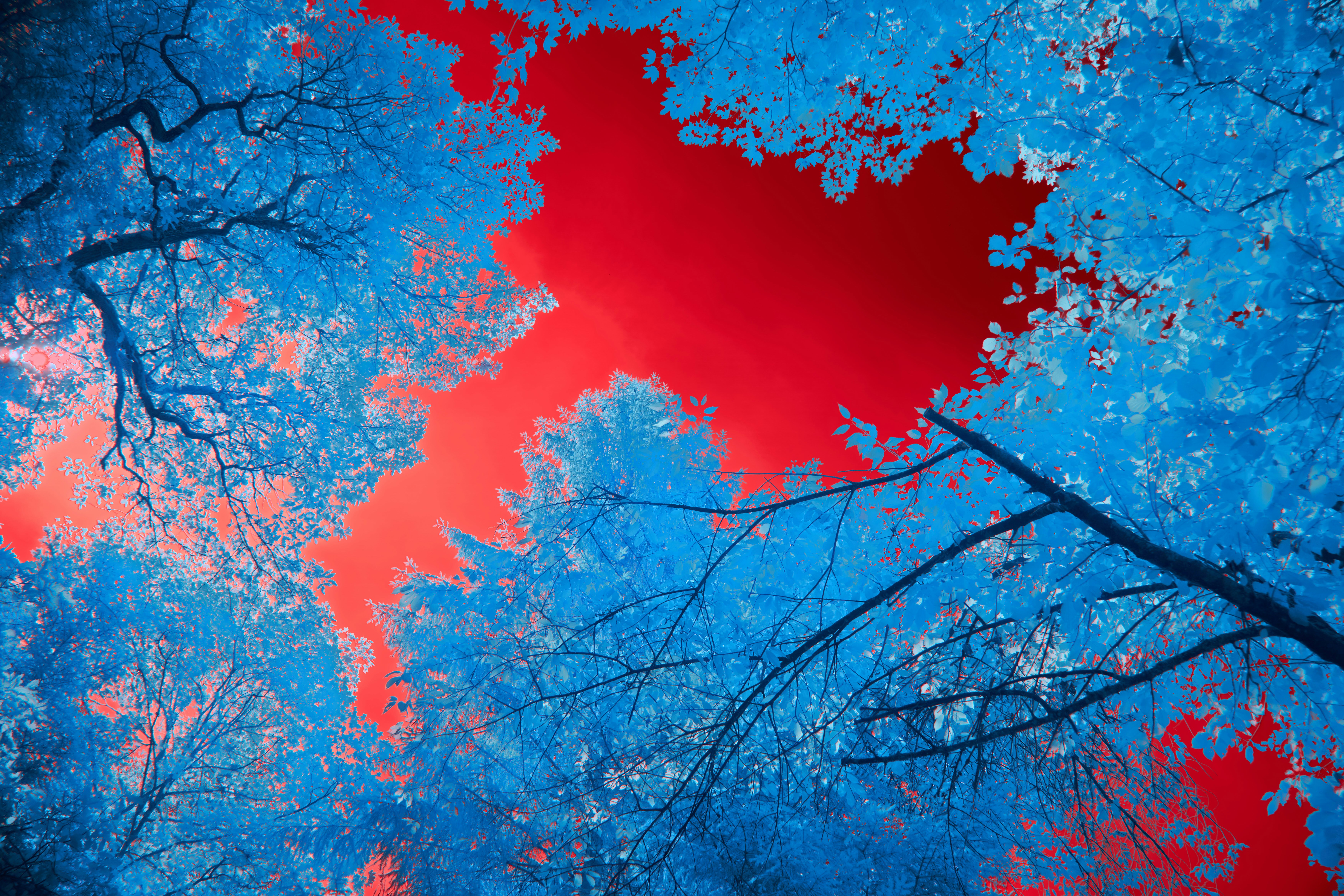 A red and blue photo of trees in the woods photo – Free Image on Unsplash