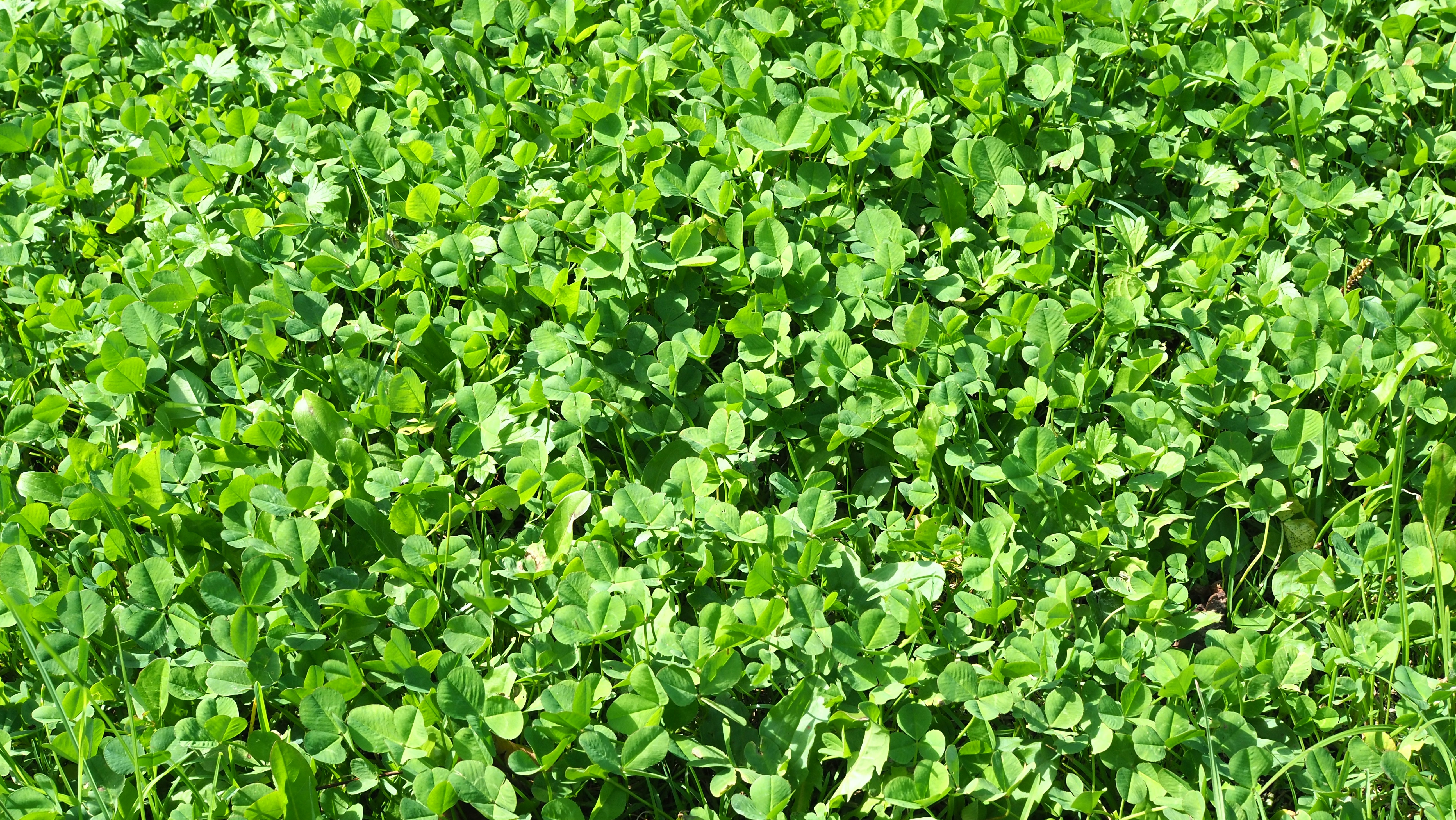 A patch of green plants growing in a field photo – Free Plant Image on ...