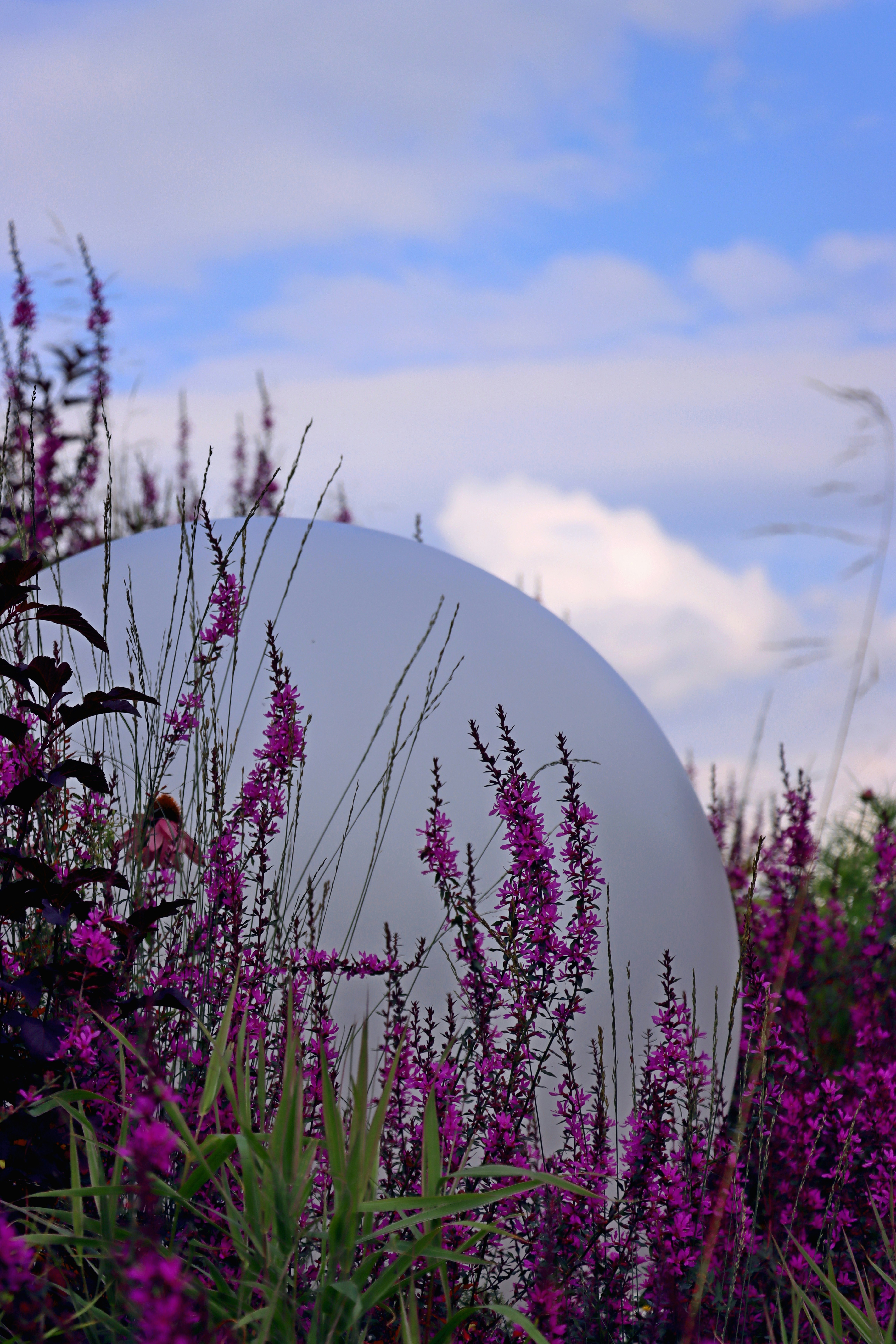 White Sphere Rising Through a Sea of Purple Heather