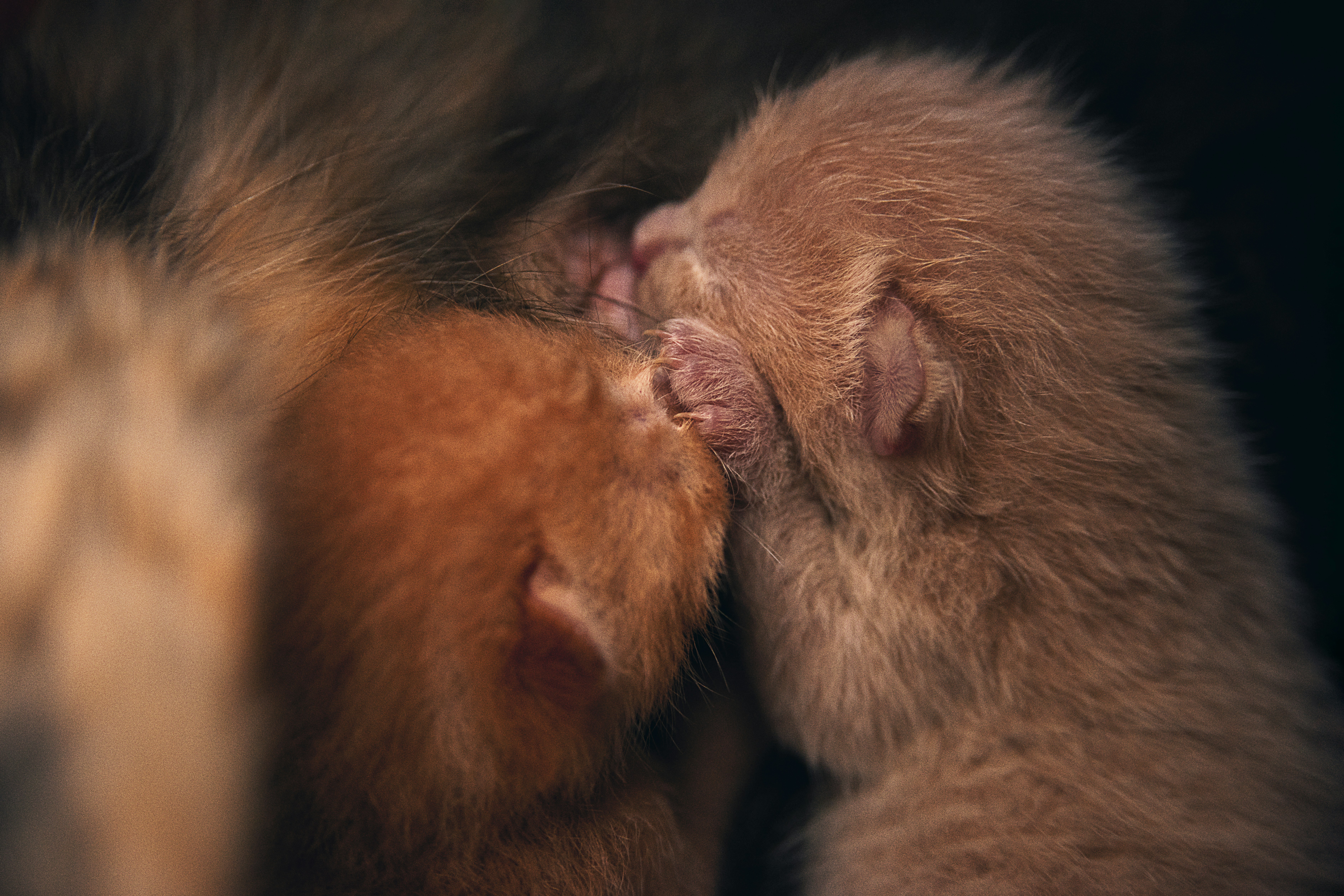 A close up of two baby animals sleeping together photo – Free Woman ...