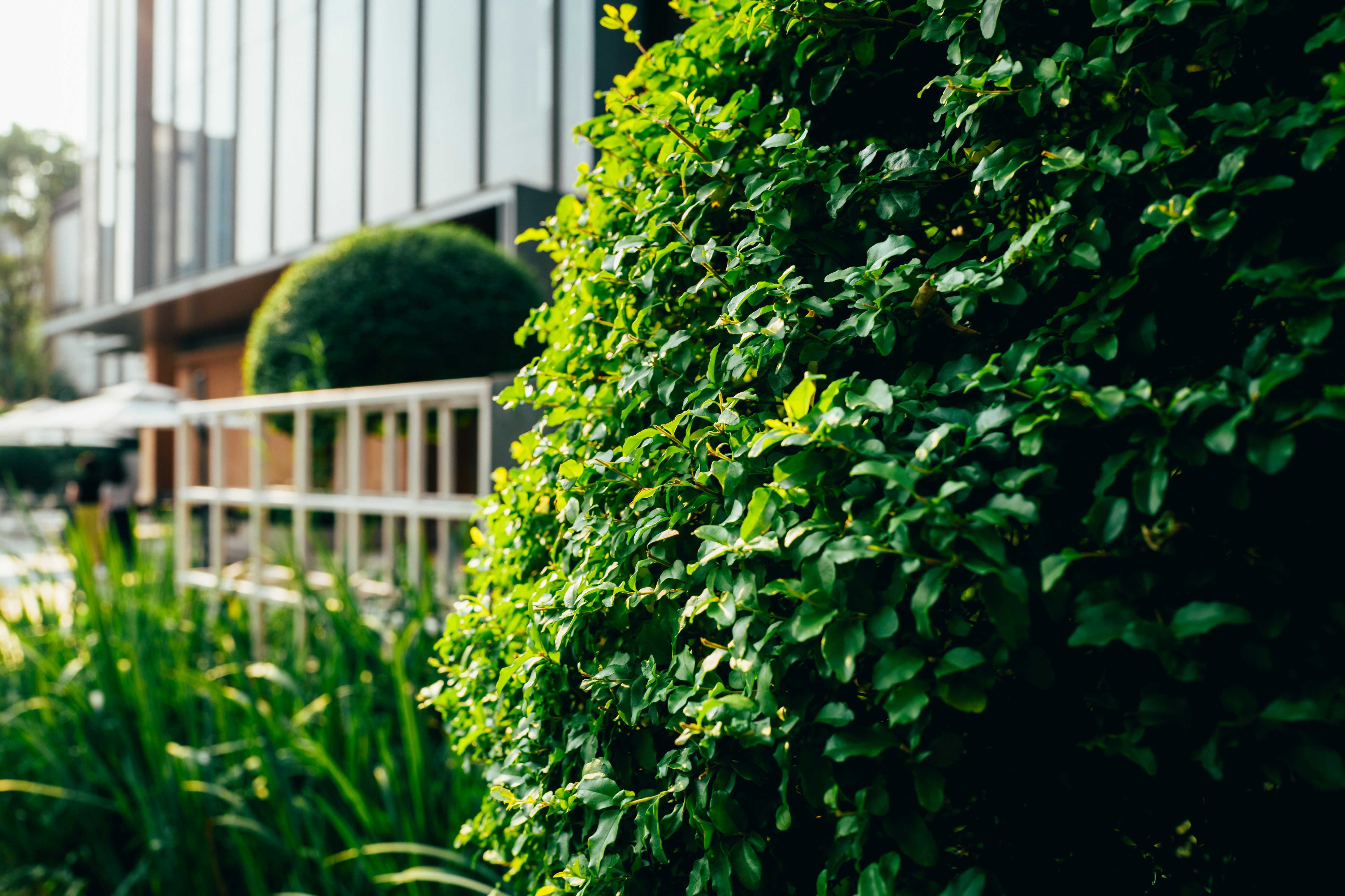 A tall green hedge next to a building photo – Free Flower Image on Unsplash