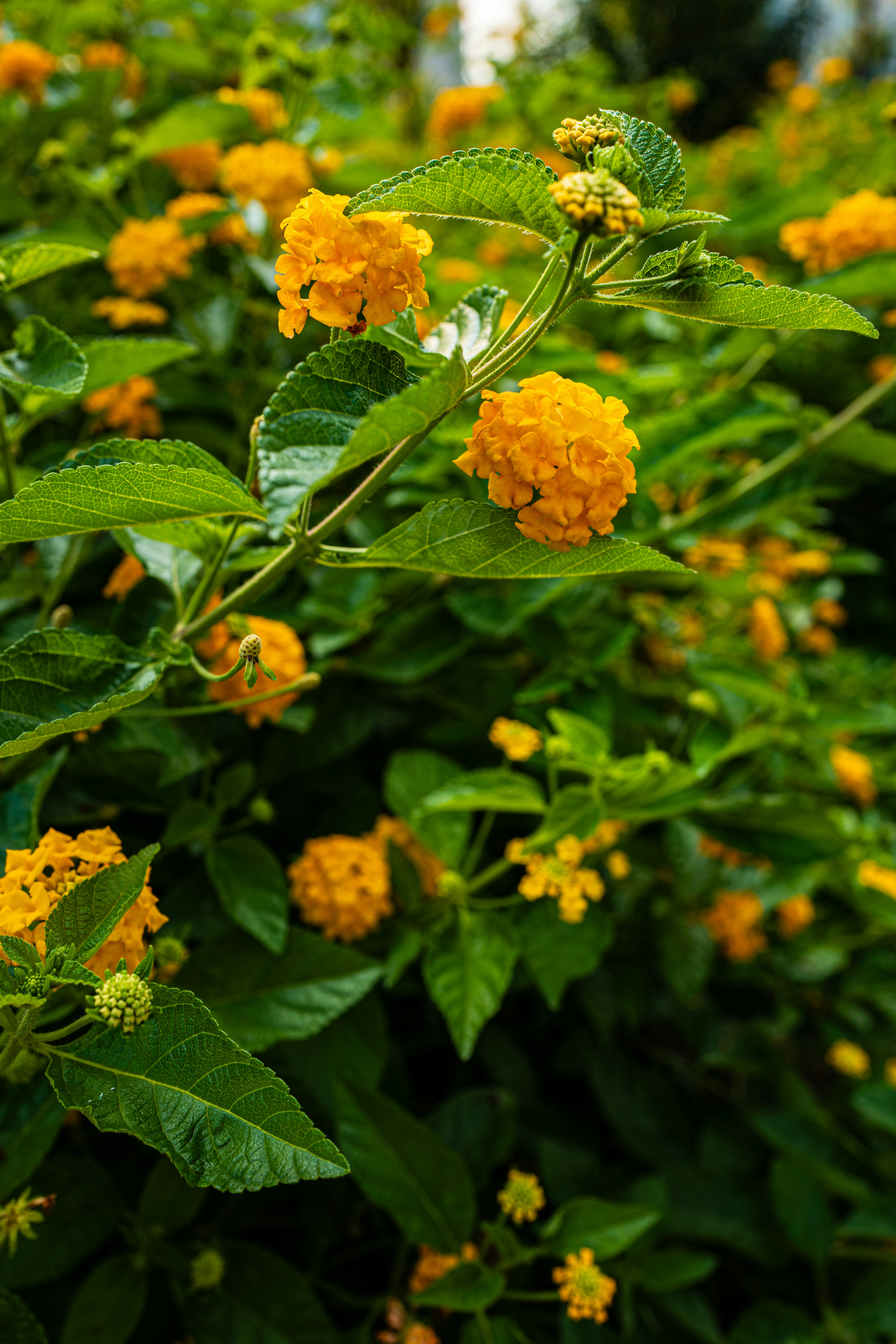 Photo by Xingchen Yan with Leica Q