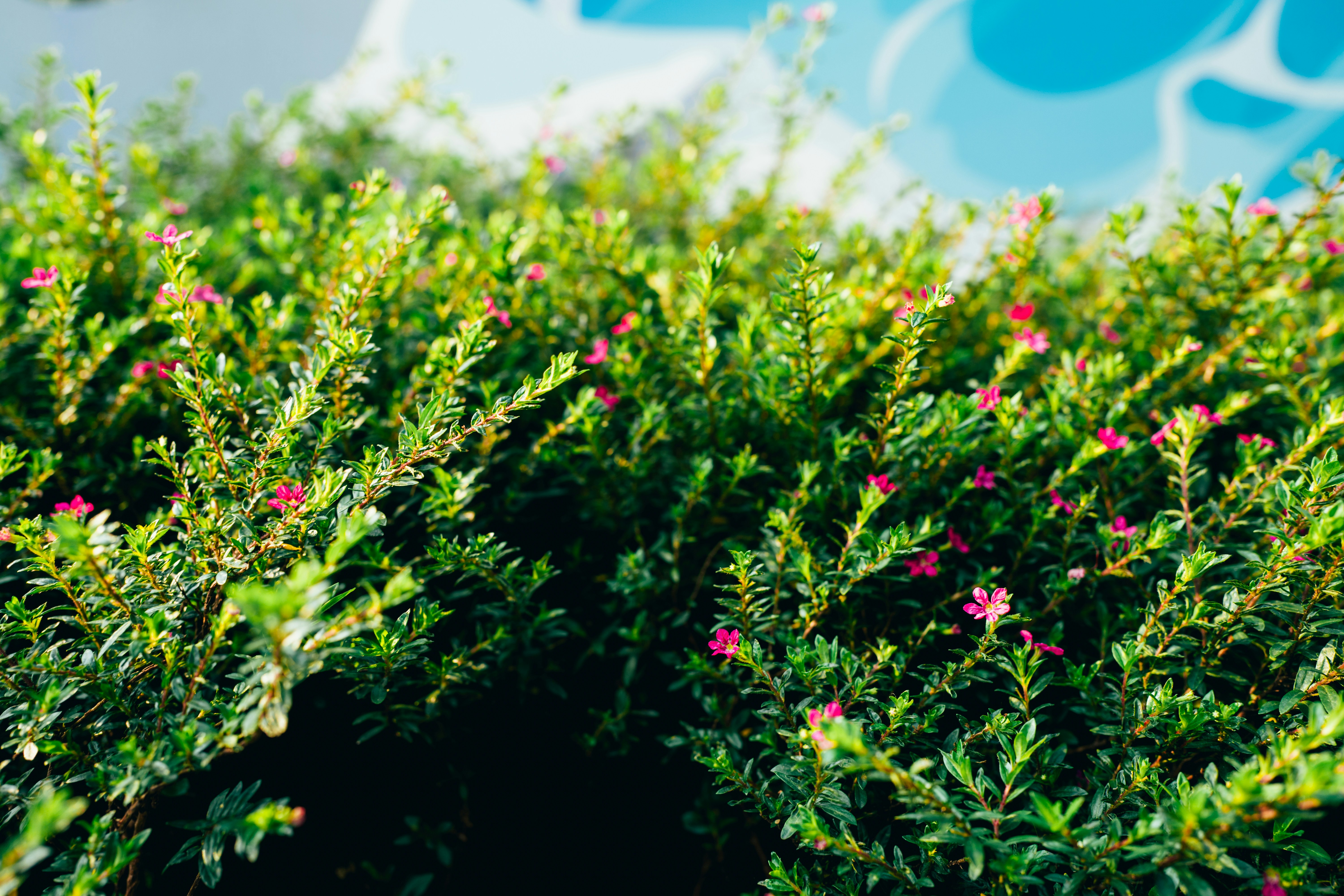 Vibrant Symphony of Flora