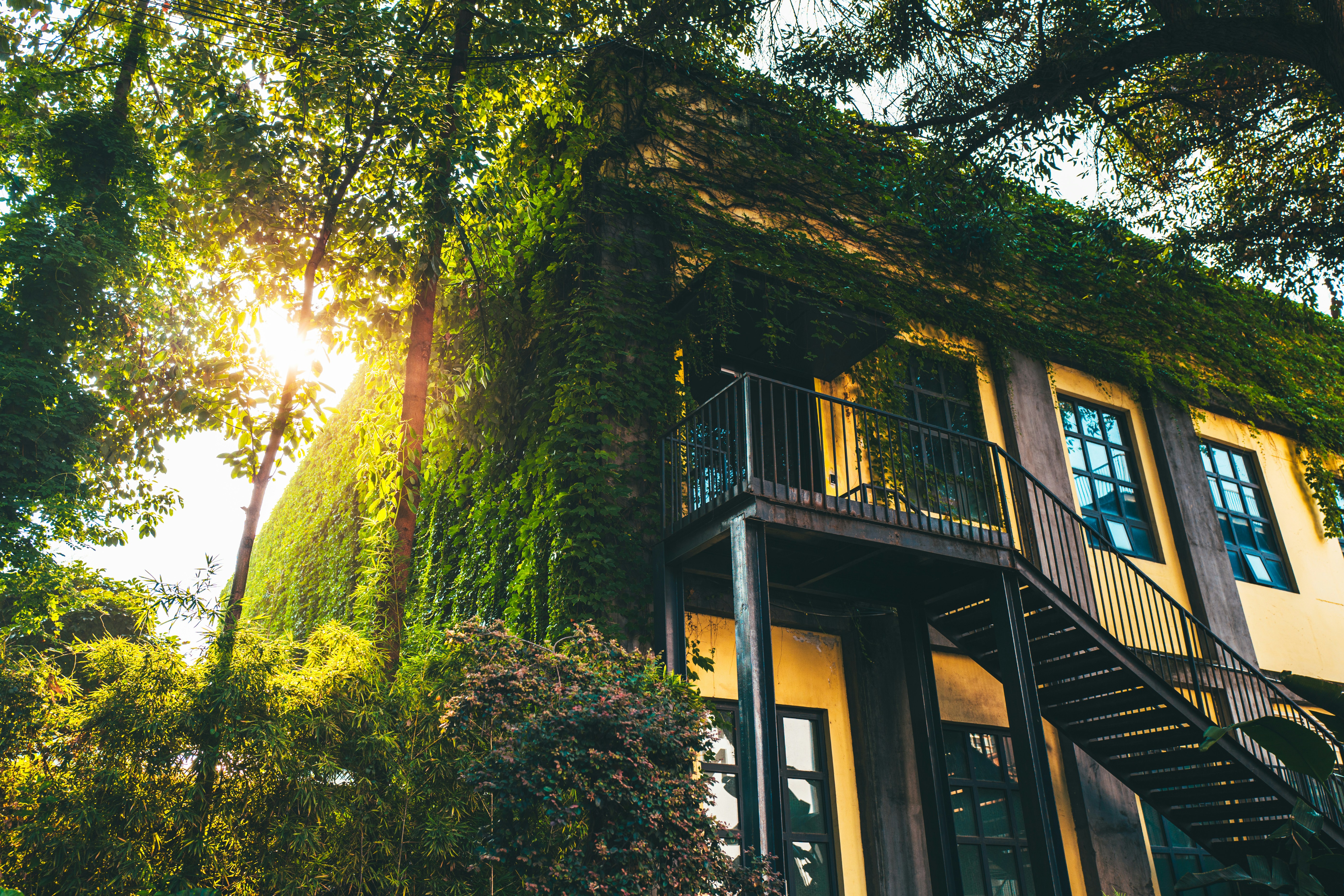 Sunlight filtering through trees onto a vine-covered building with a metal staircase.