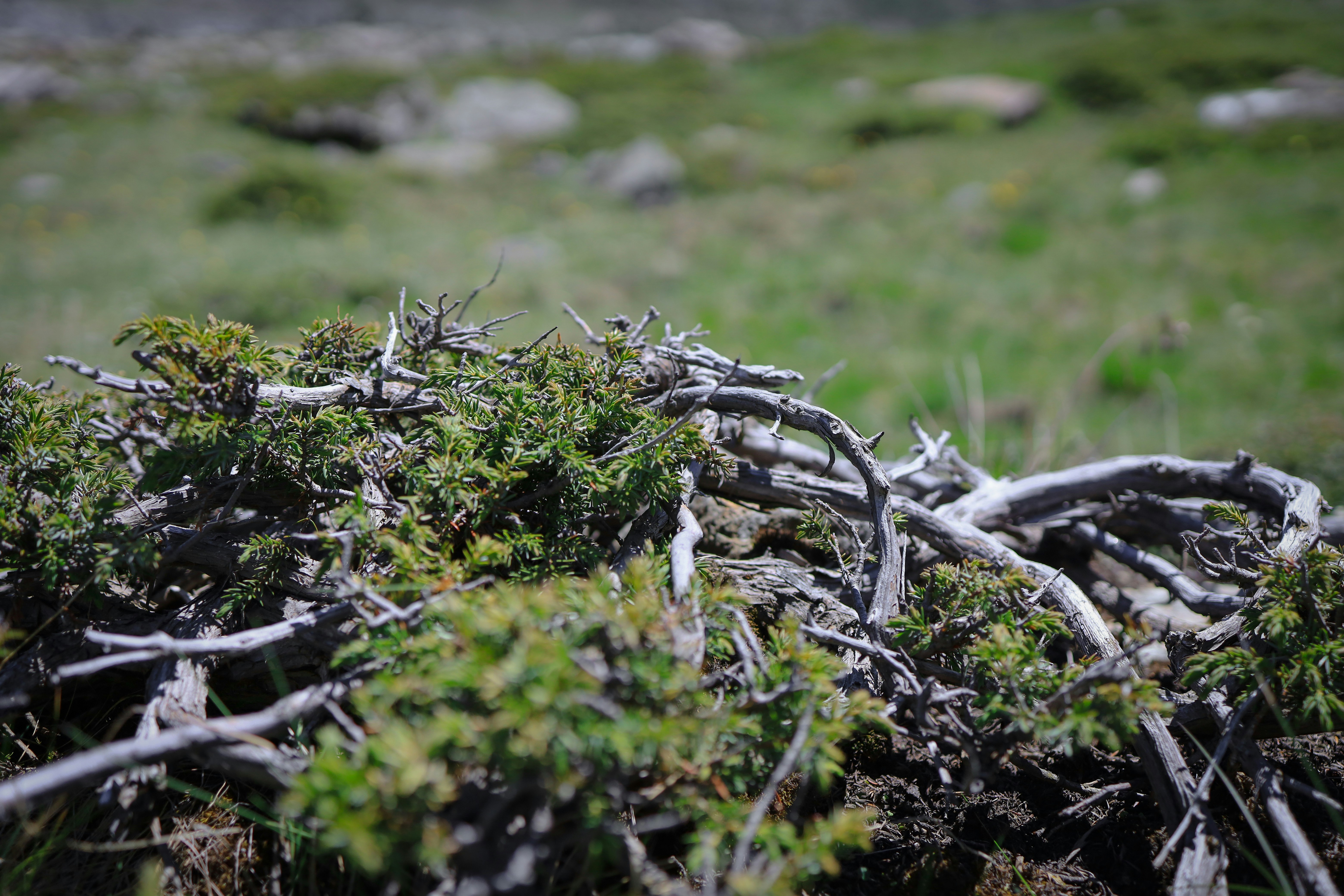 Weathered Branches Weave a Quiet Moorland Tapestry