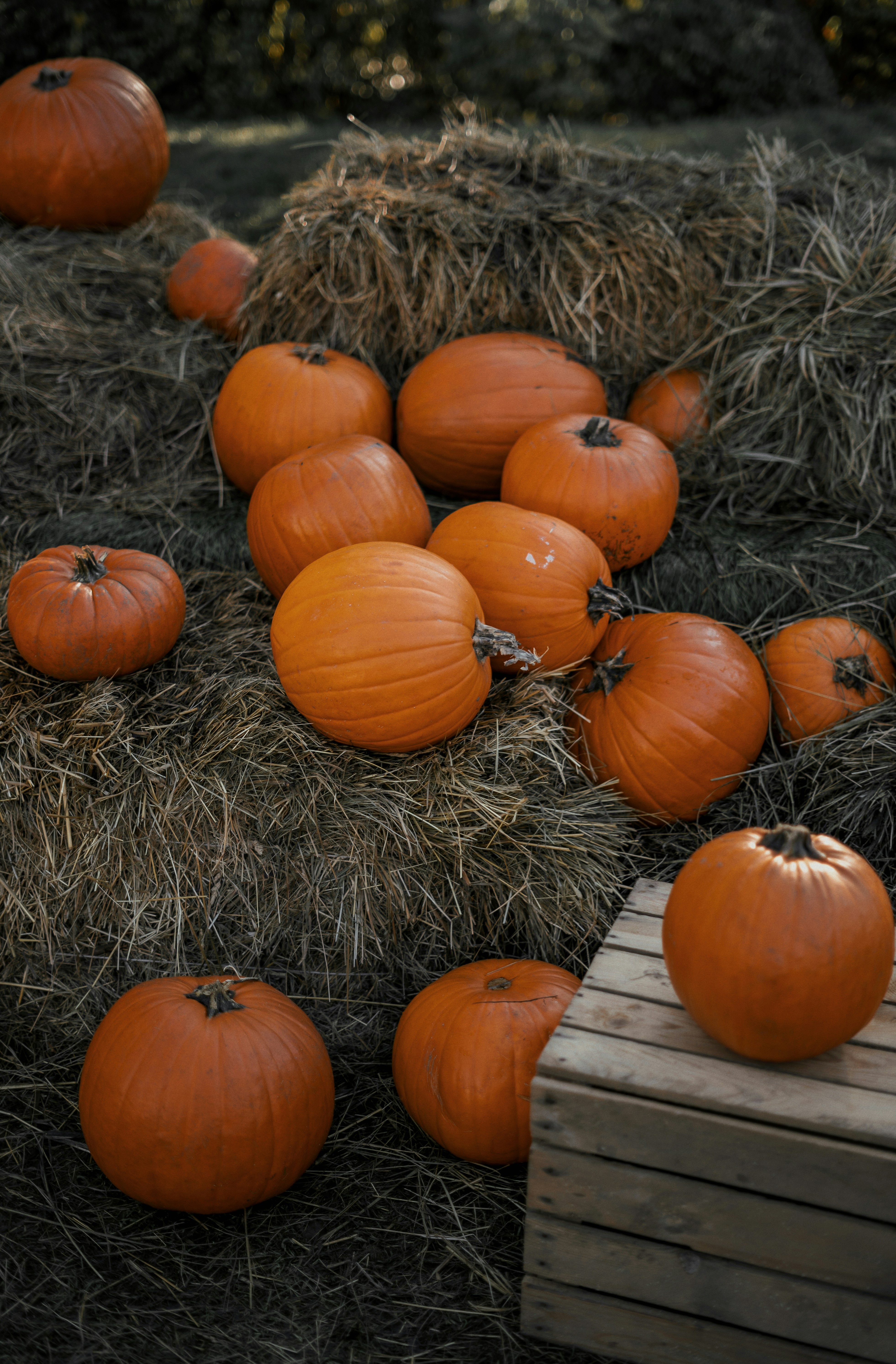 A pile of hay filled with lots of pumpkins photo – Free Pumpkin Image ...