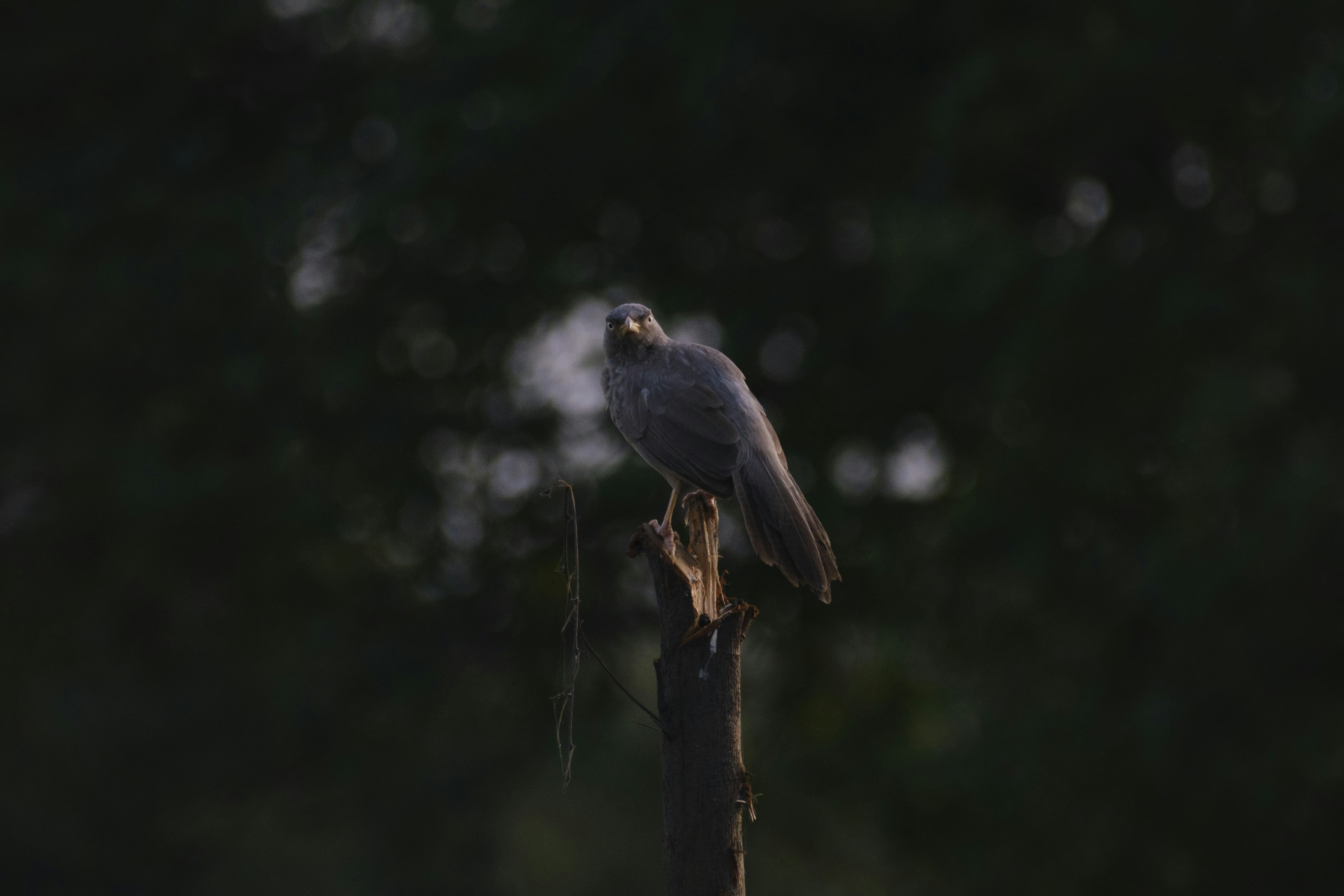 Low-light Sentinel: a solitary falcon on a weathered post