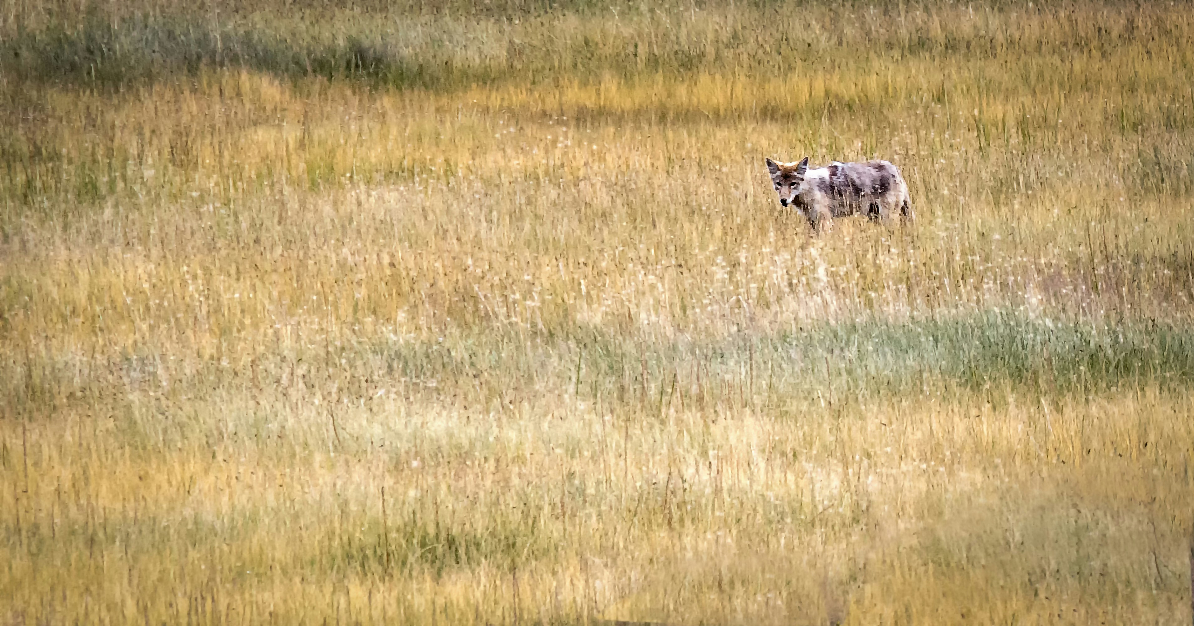 Coyote on the Prairie: A Lone Figure in Golden Grass