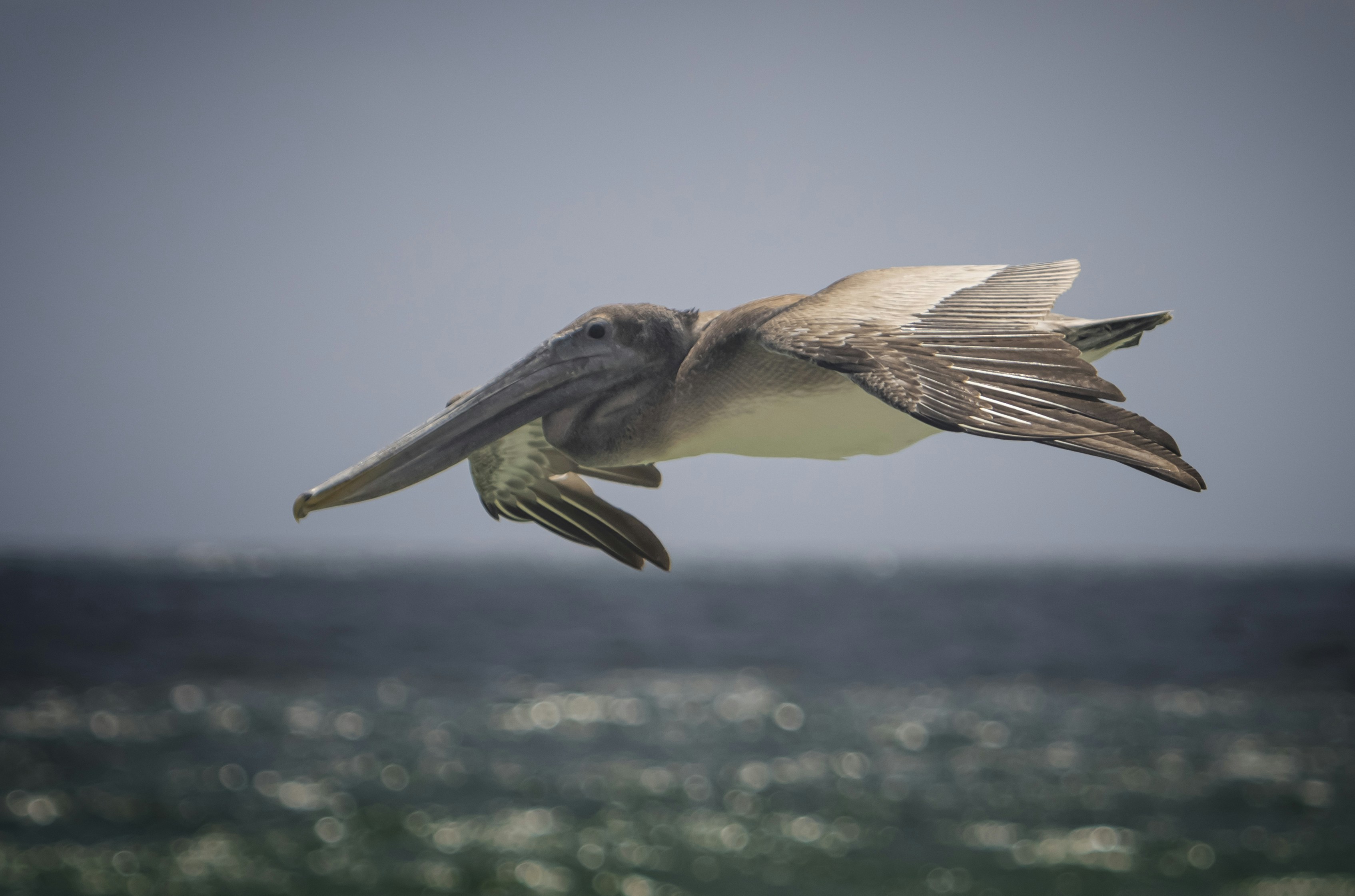 Gliding Pelican Over a Quiet Blue Sea