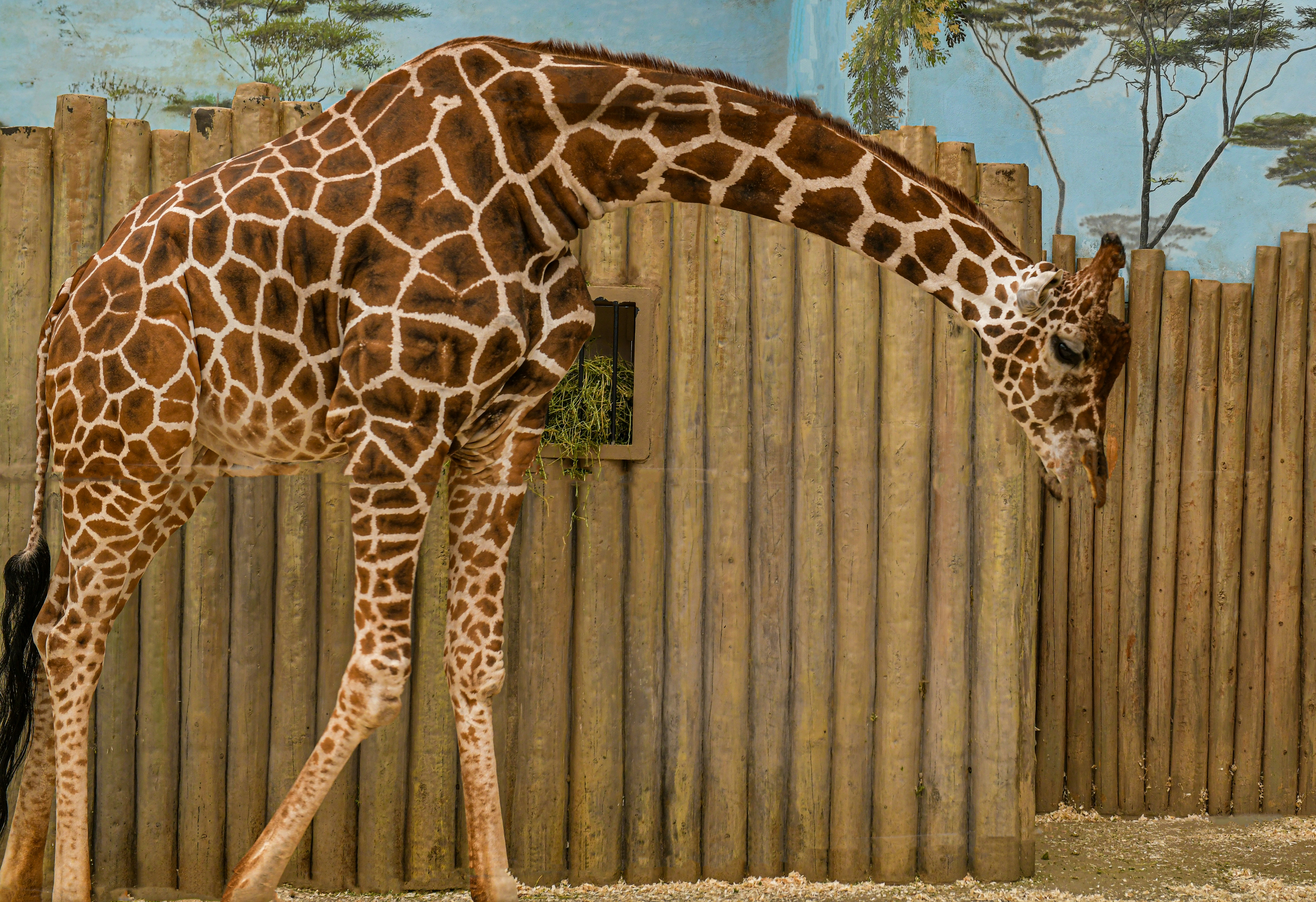 A giraffe standing next to a wooden fence photo – Free Young giraffe ...