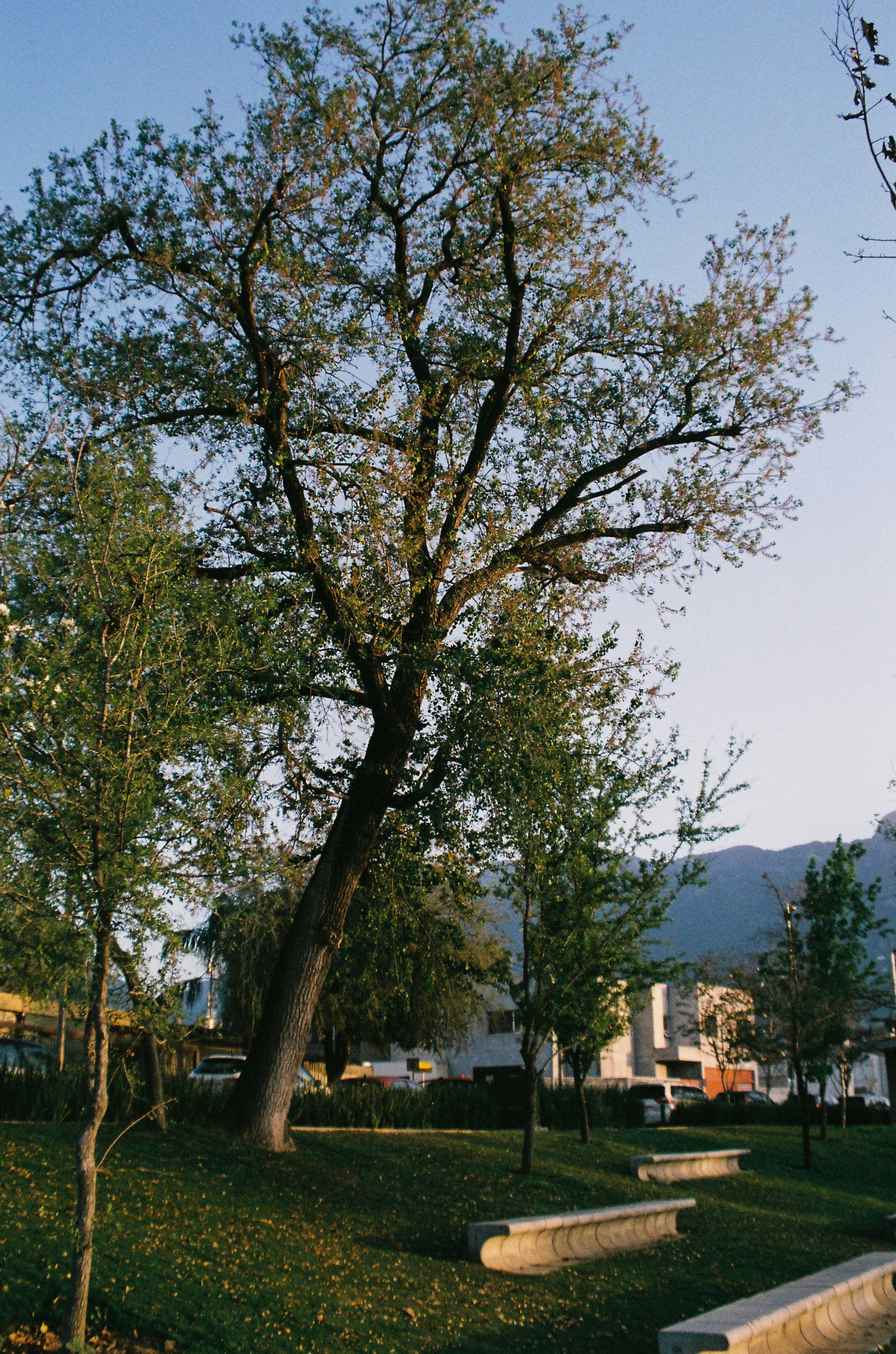 Leaning Sentinel: A Lone Tree Framing a Quiet City Park