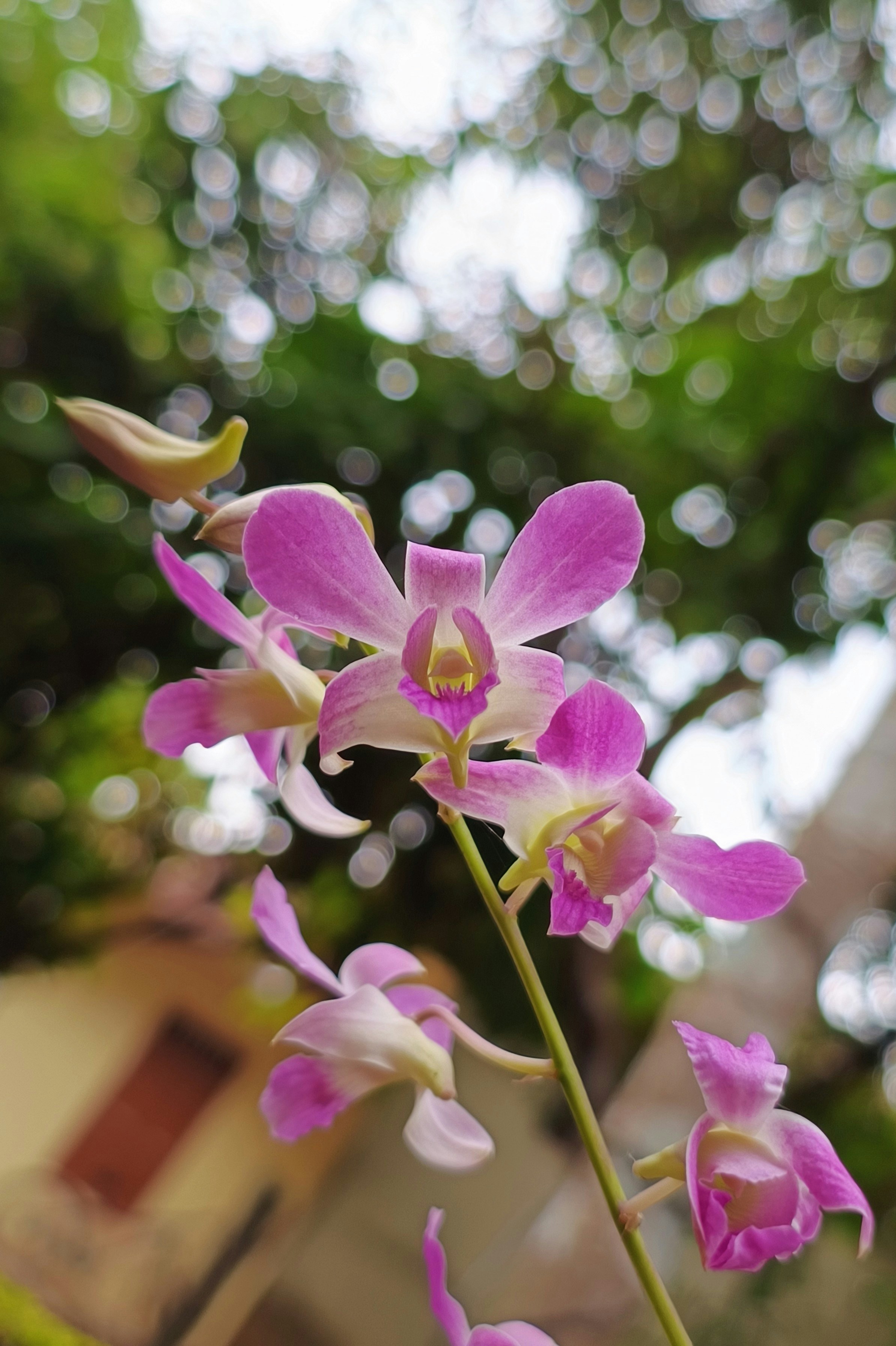 Sample photo from Motorola Edge 40