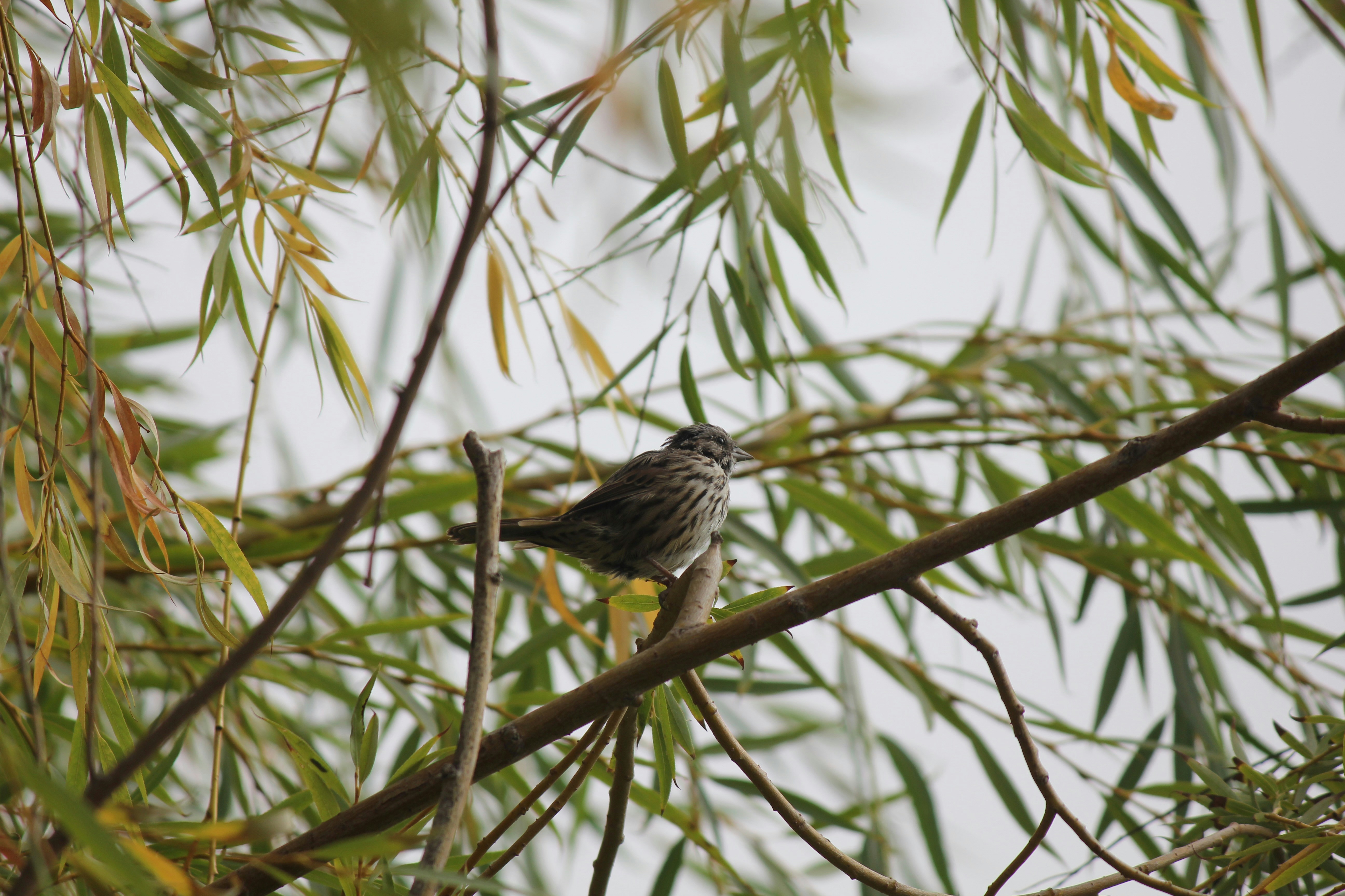 Song sparrow perched on a slender branch surrounded by drooping willow leaves on a cloudy day.