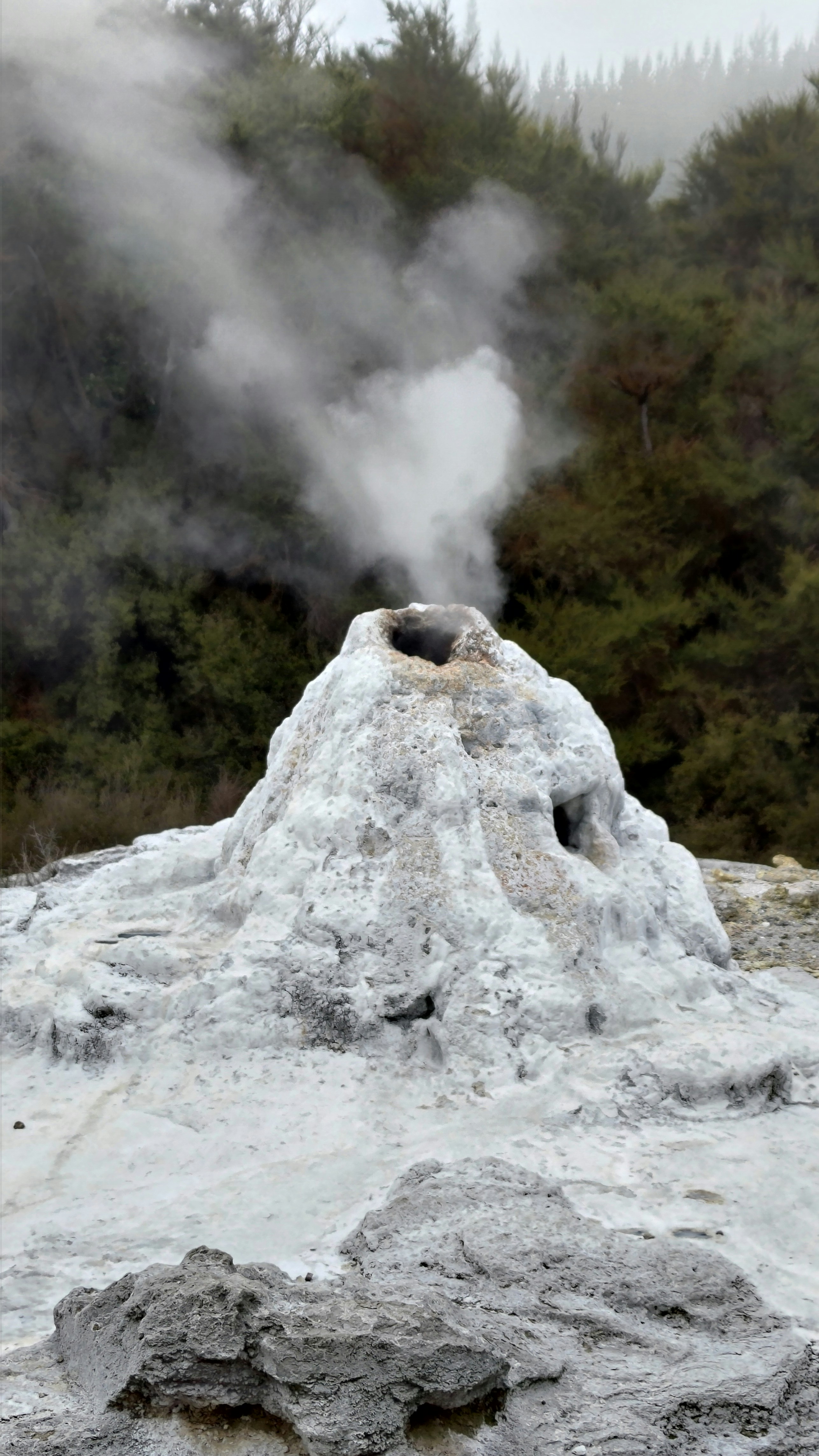 Geyser erupting steam amidst a backdrop of lush greenery in a geothermal area. The unique geological formation showcases nature's power.