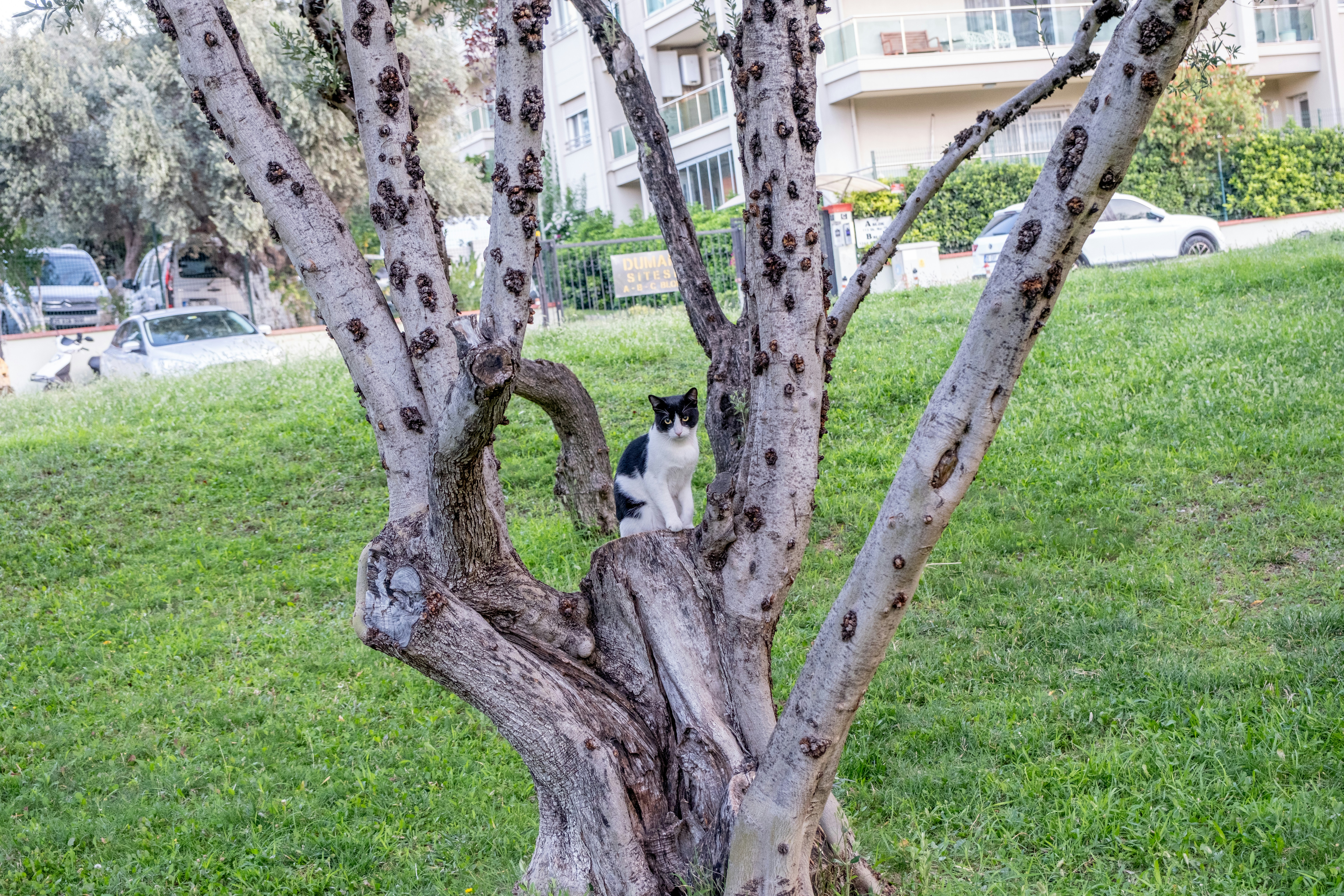 Cat in the Fork: A Quiet Moment in the Gnarled Tree