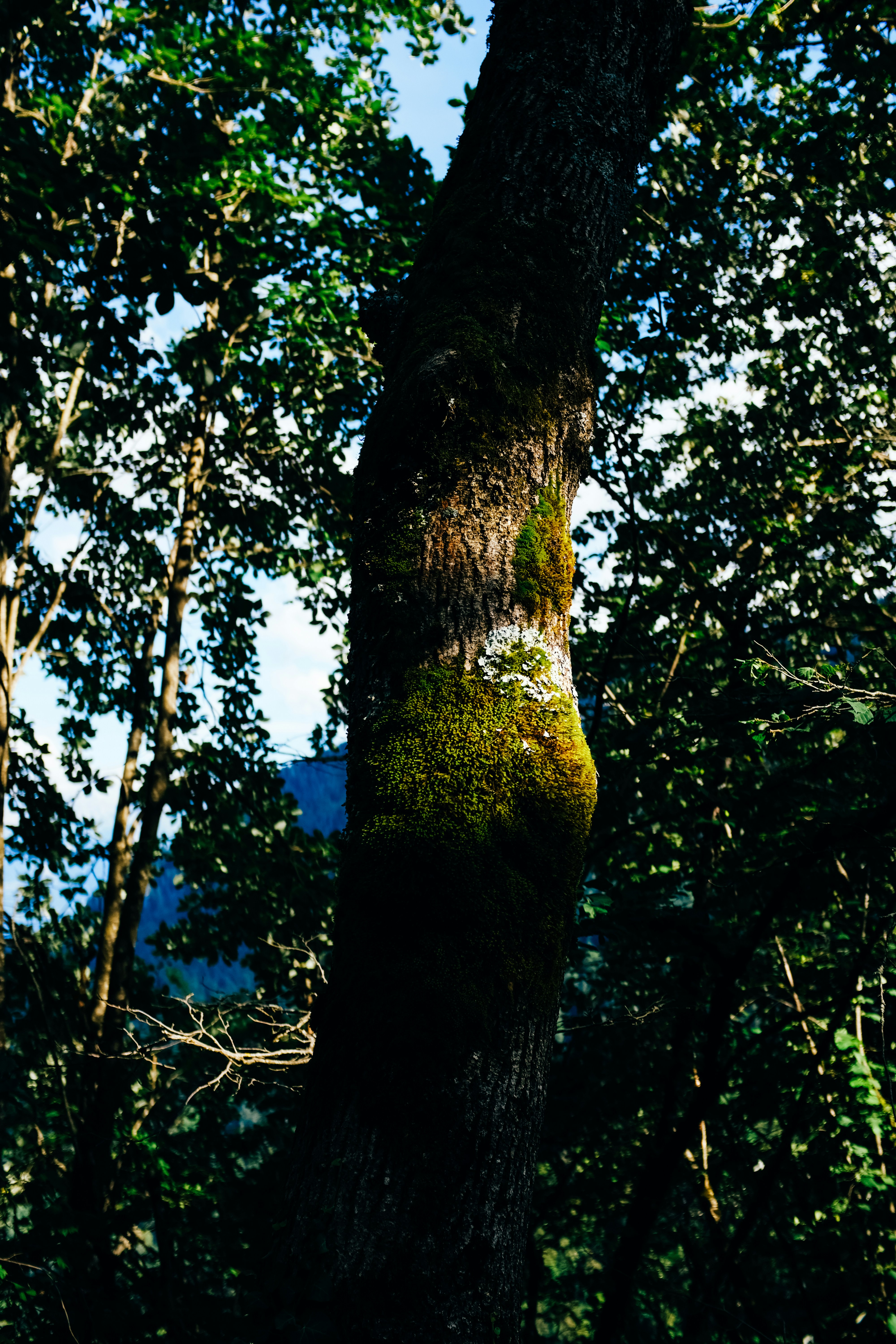 Moss-Cloaked Trunk in a Sunlit Forest