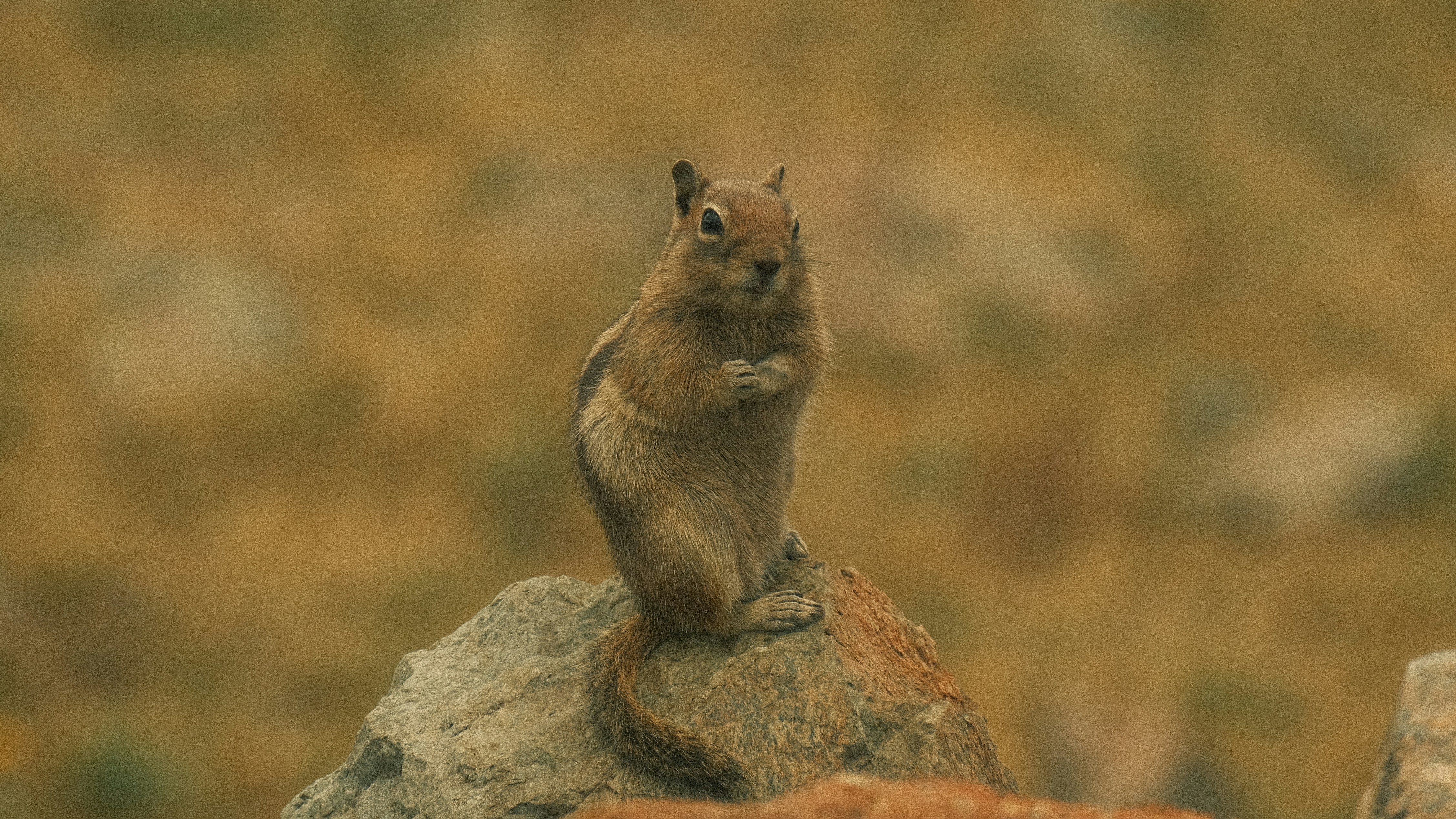 Squirrel Sentinel on a Granite Stage
