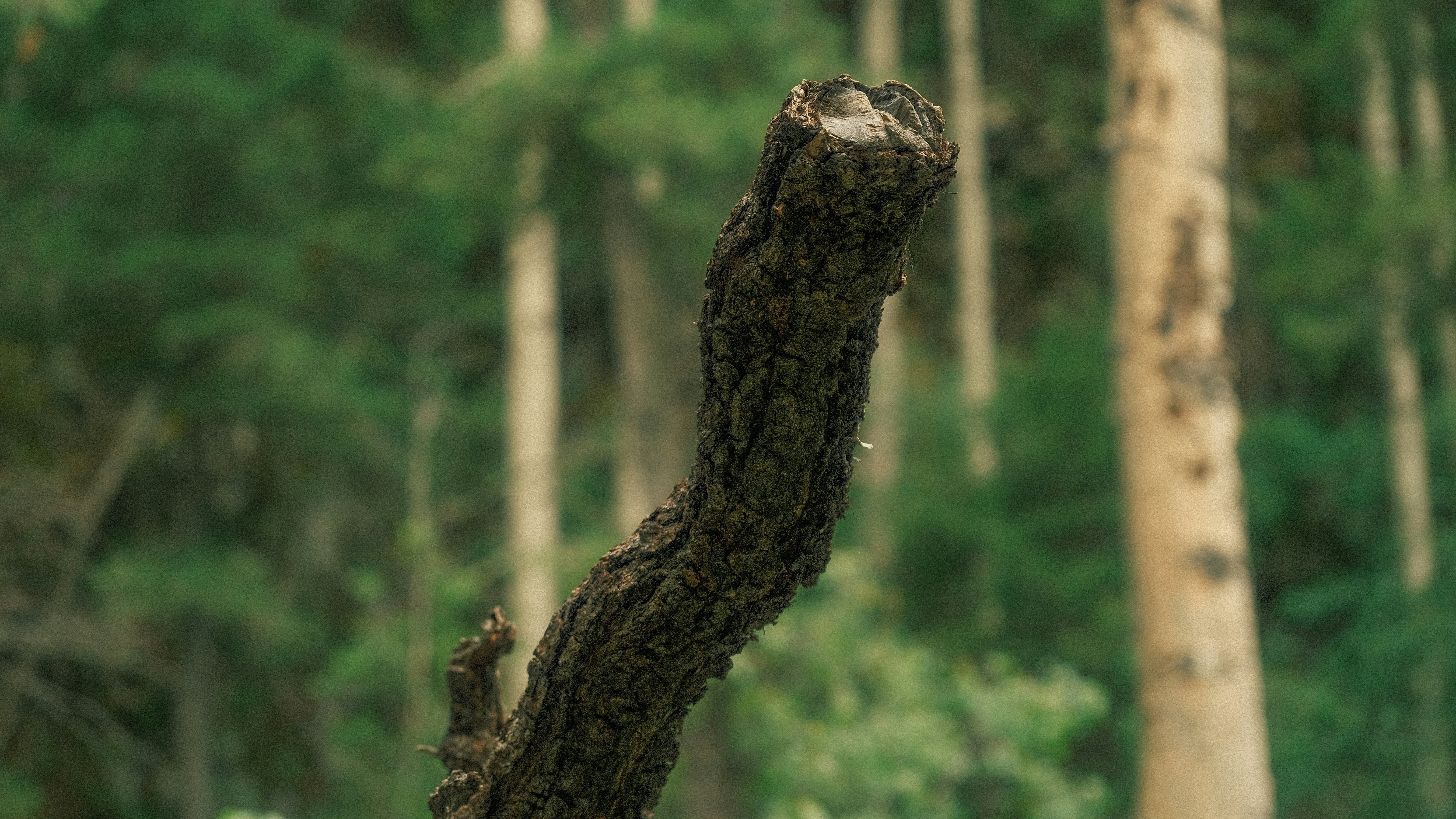 The Bent Sentinel: Weathered branch guarding a mossy forest
