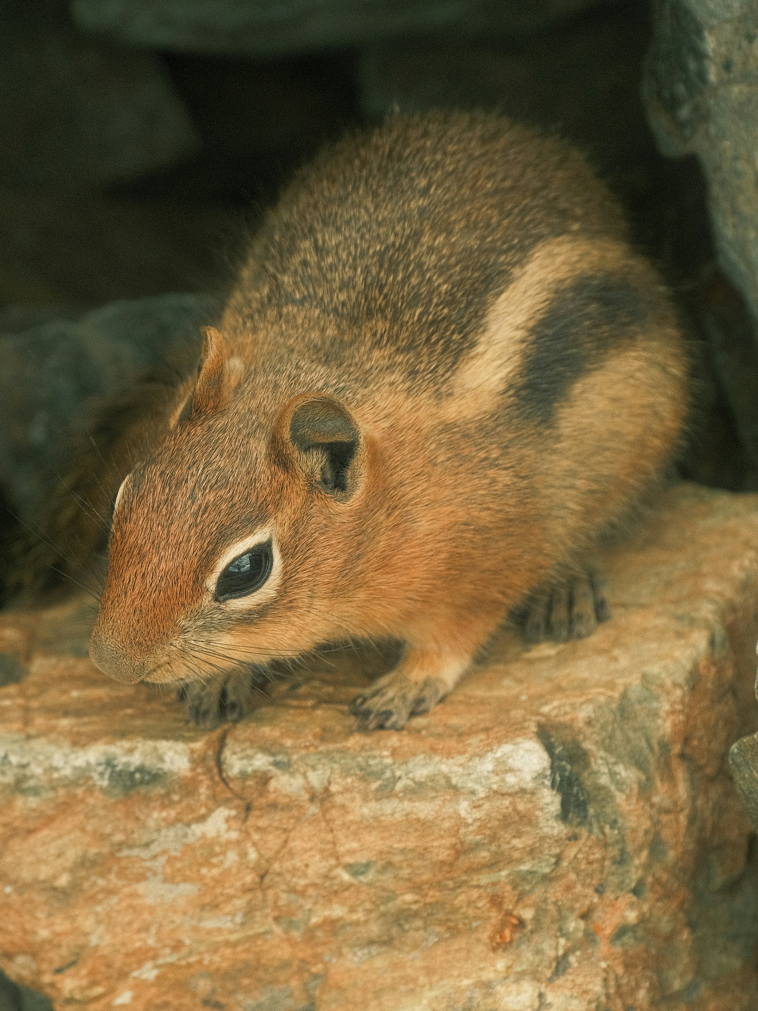 Amber Chipmunk on a sunlit rock ledge in a shadowed alcove