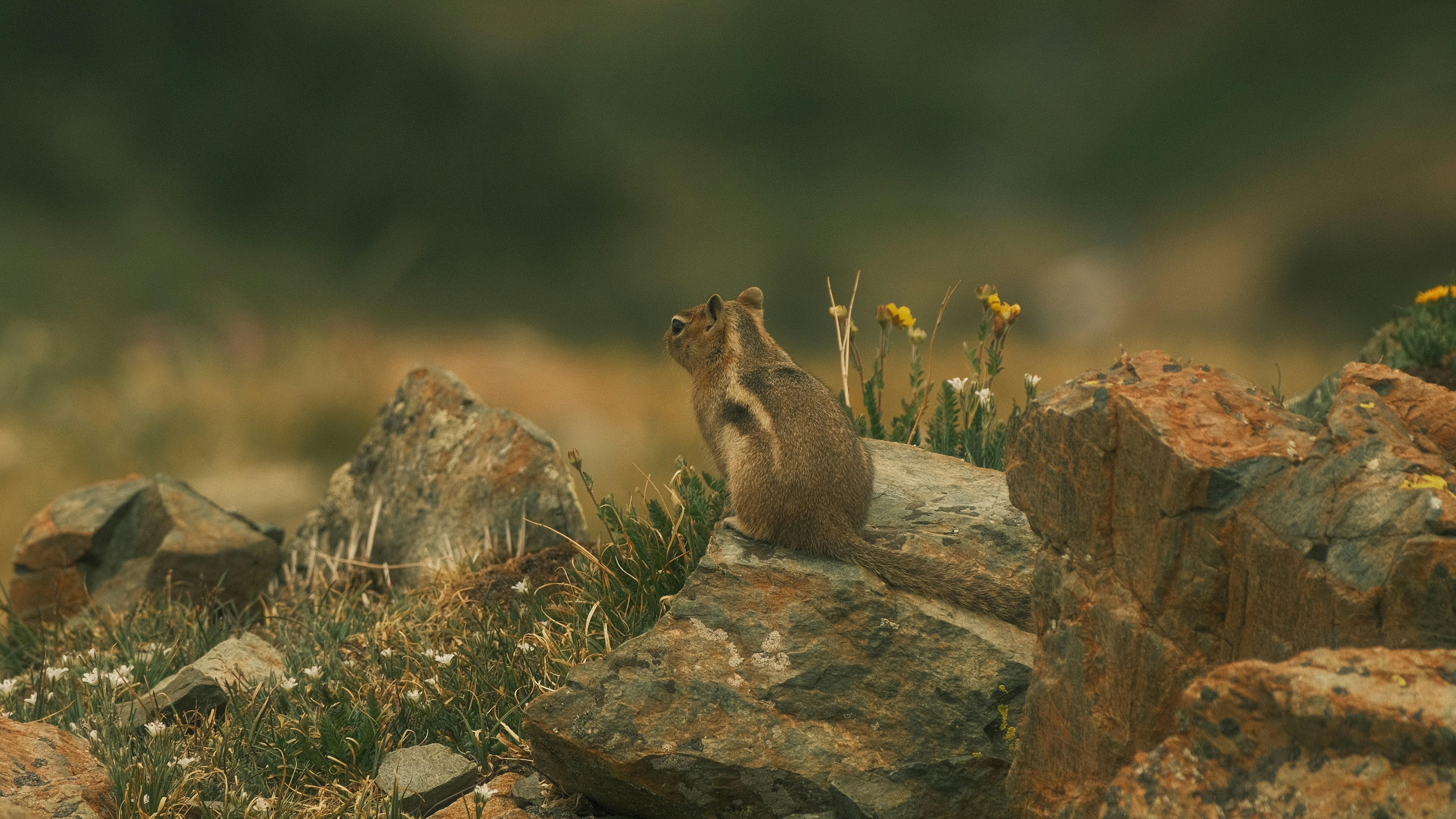Rocky Edge Sentinel: A Tiny Rodent on the Rugged Outcrop