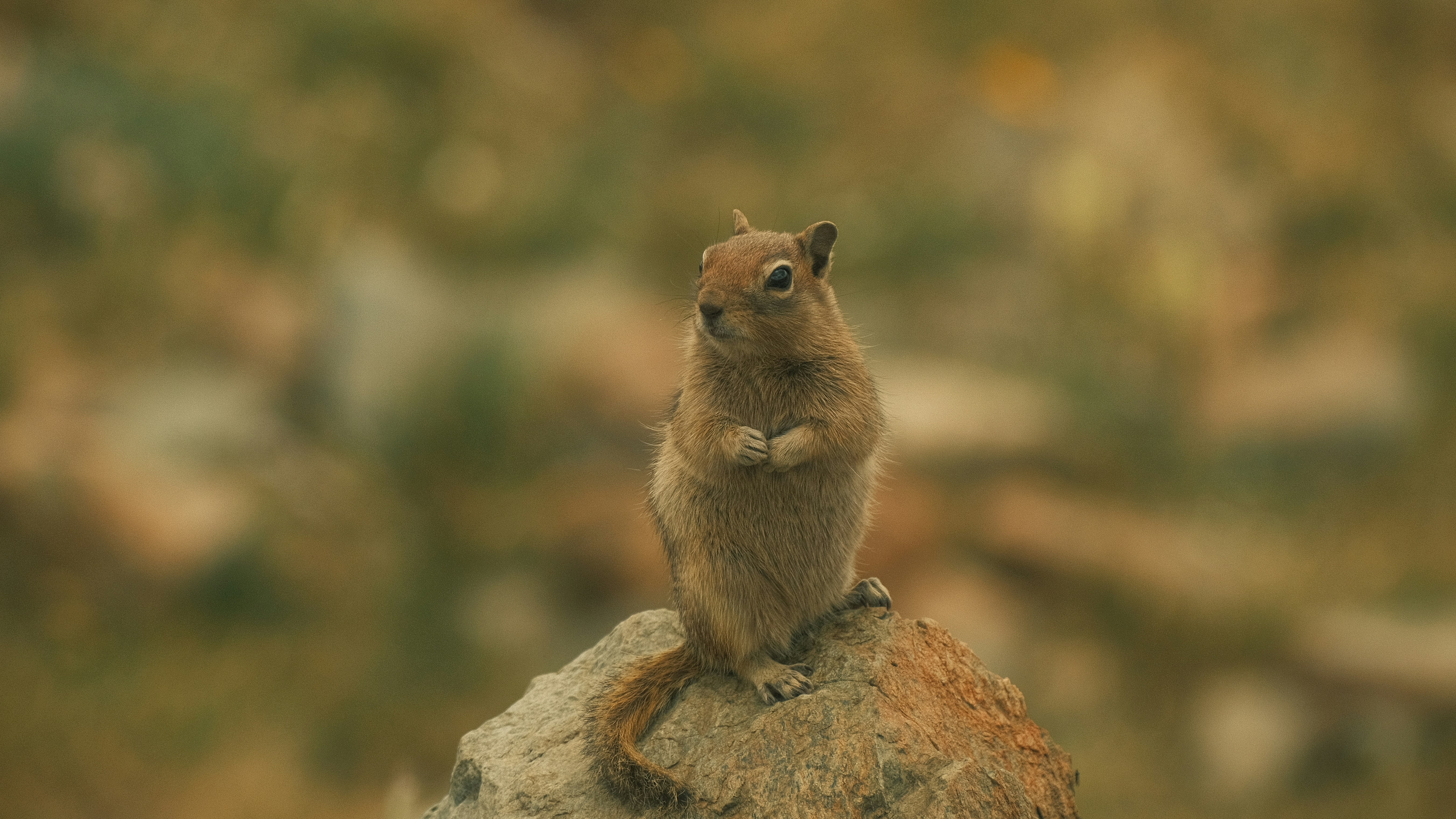 Autumn Sentinel: Squirrel Perched on a Weathered Rock Amid Golden Foliage