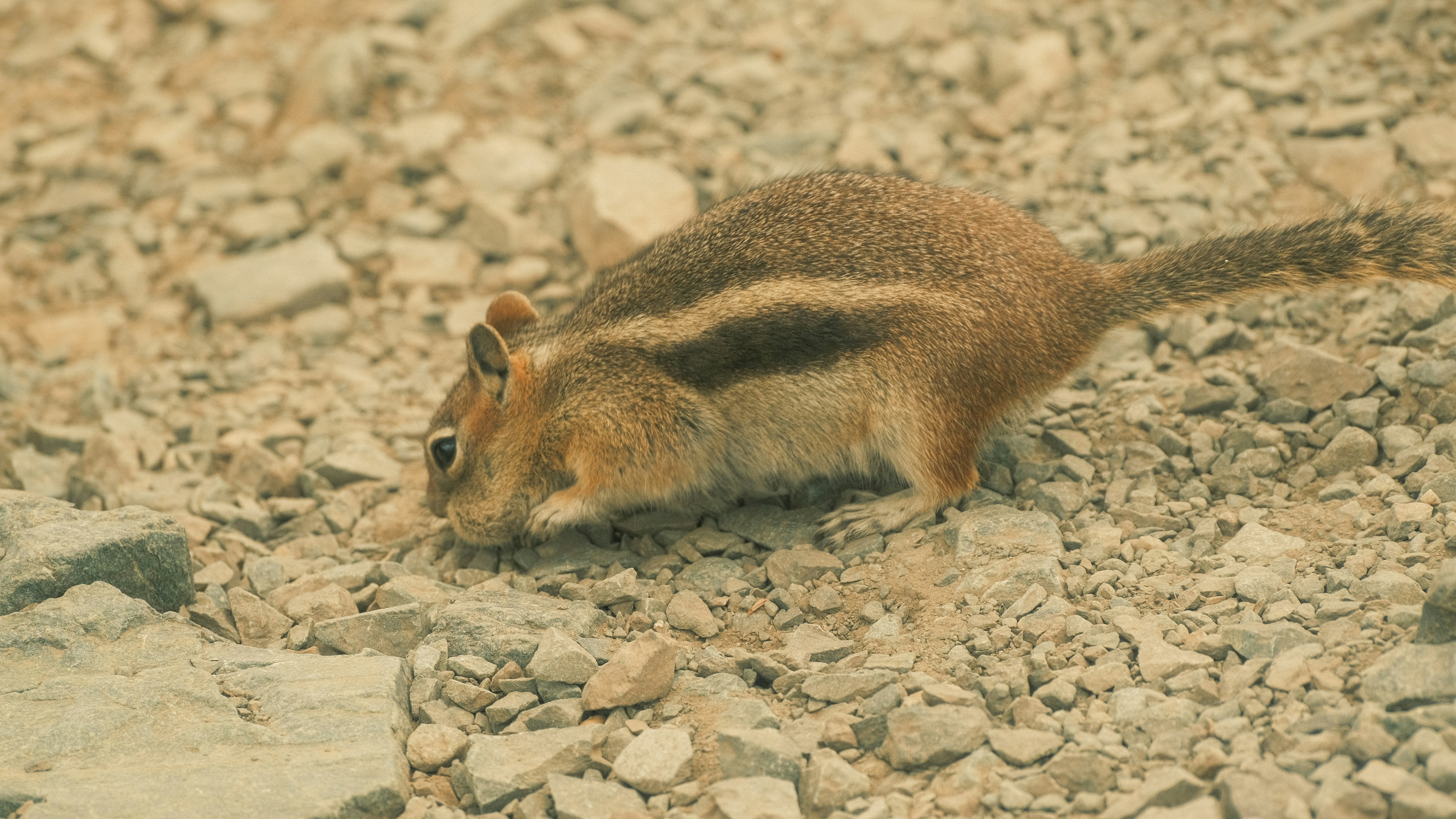 Pebble-Ground Sentinel: A Chipmunk Pauses on Sunlit Gravel